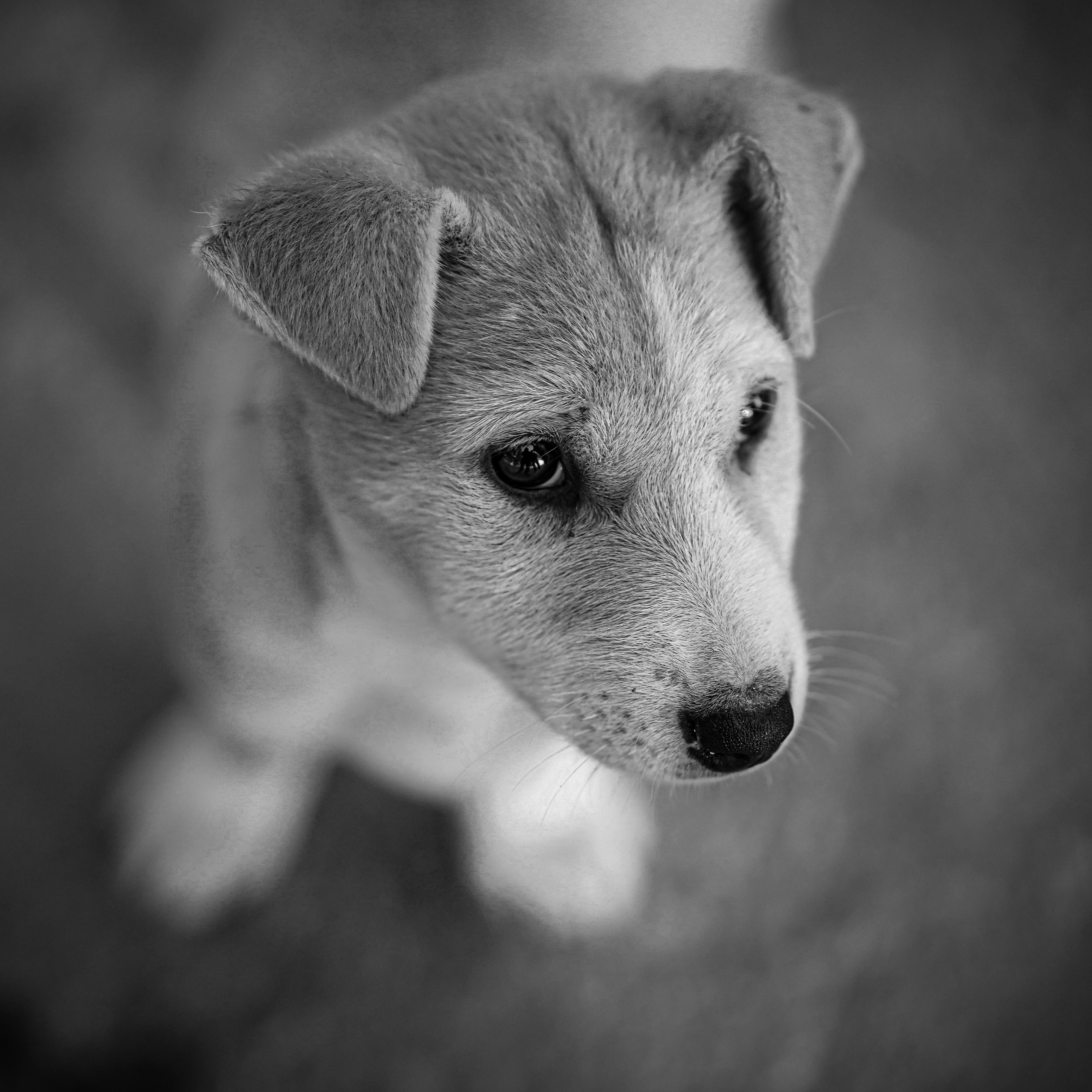 Grayscale Photo of Short Coated Dog · Free Stock Photo