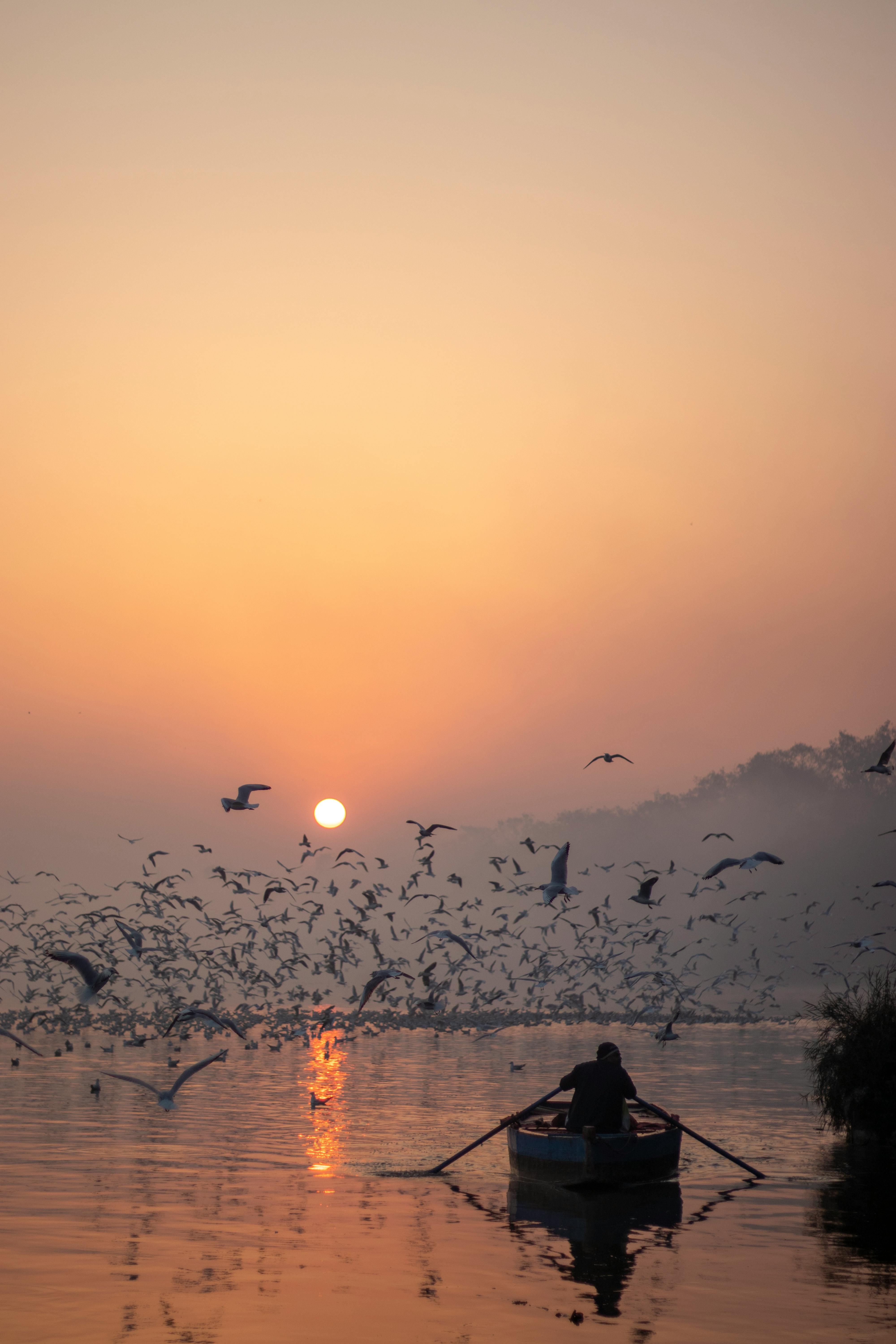 Flock of Birds Flying Over a Group of People Sitting in a Rowboat ...
