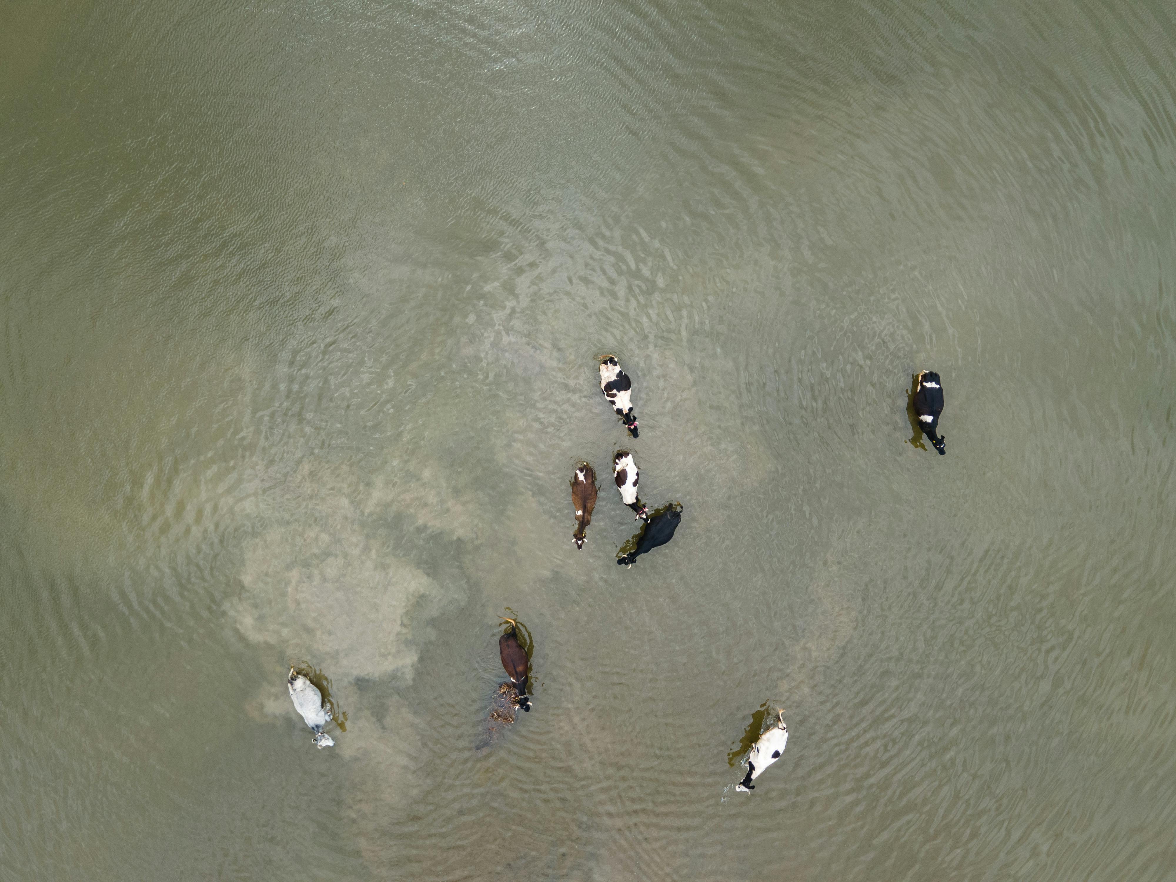 Flock of Birds in Water · Free Stock Photo