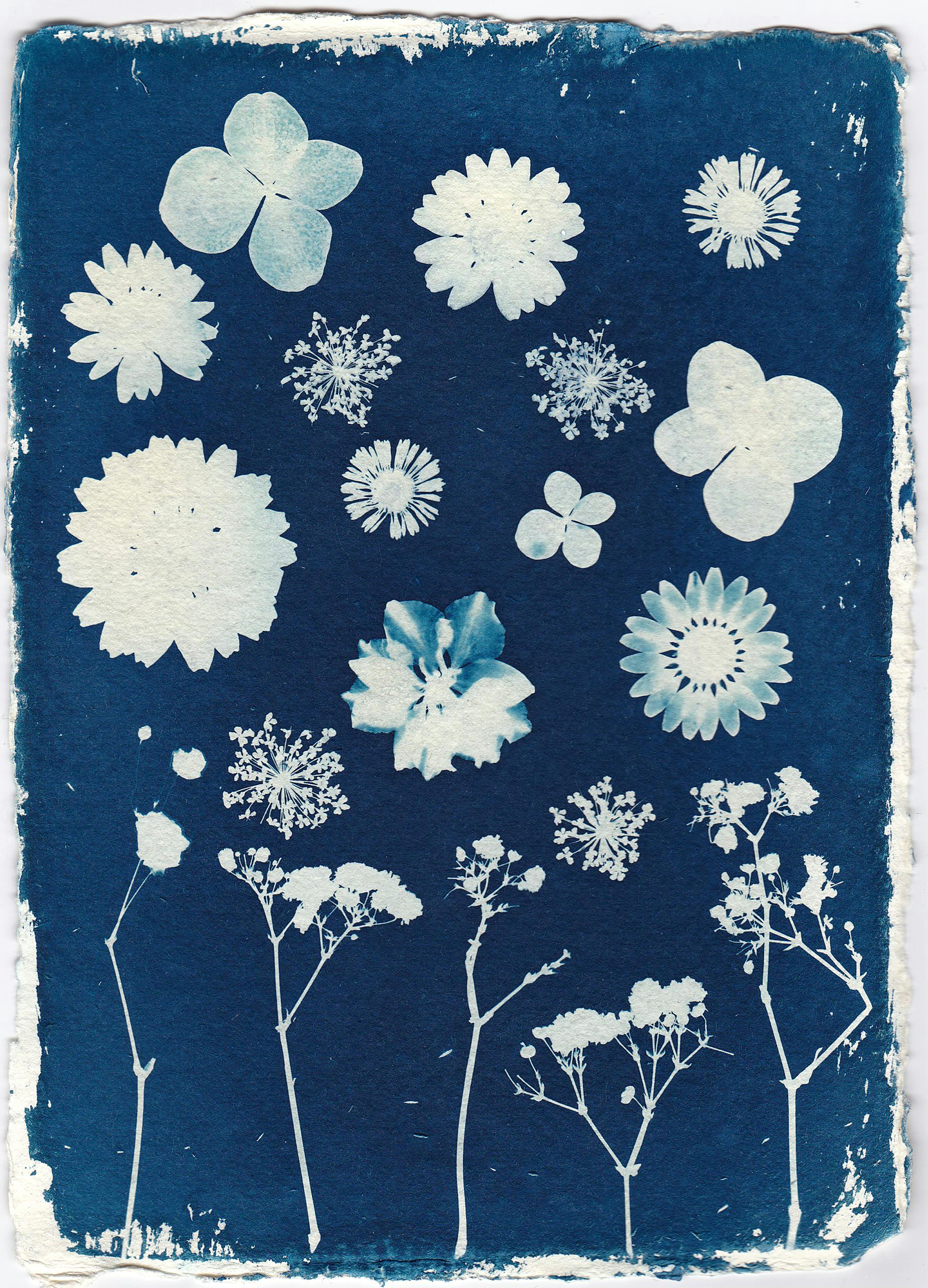 Cyanotype Floral Blueprints · Free Stock Photo