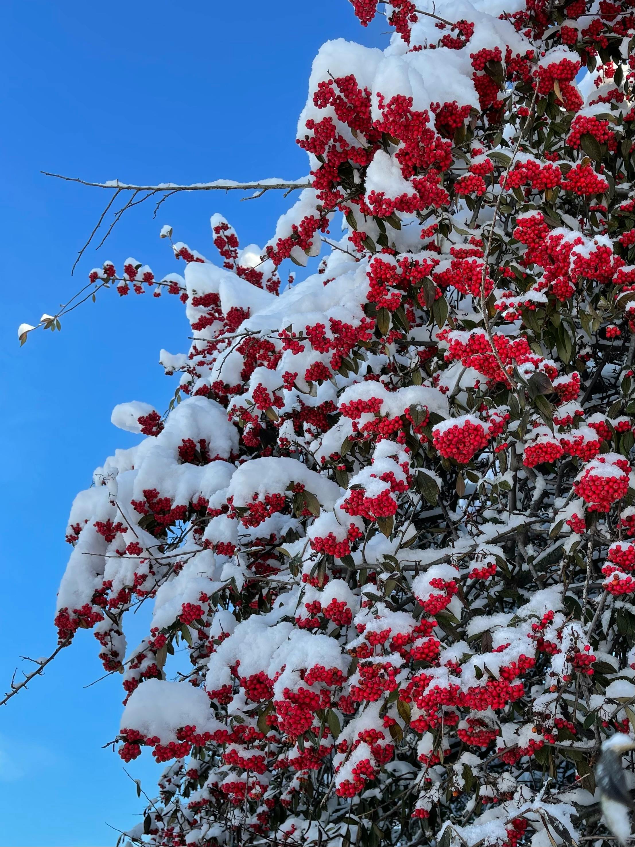 John Riches - 攝影