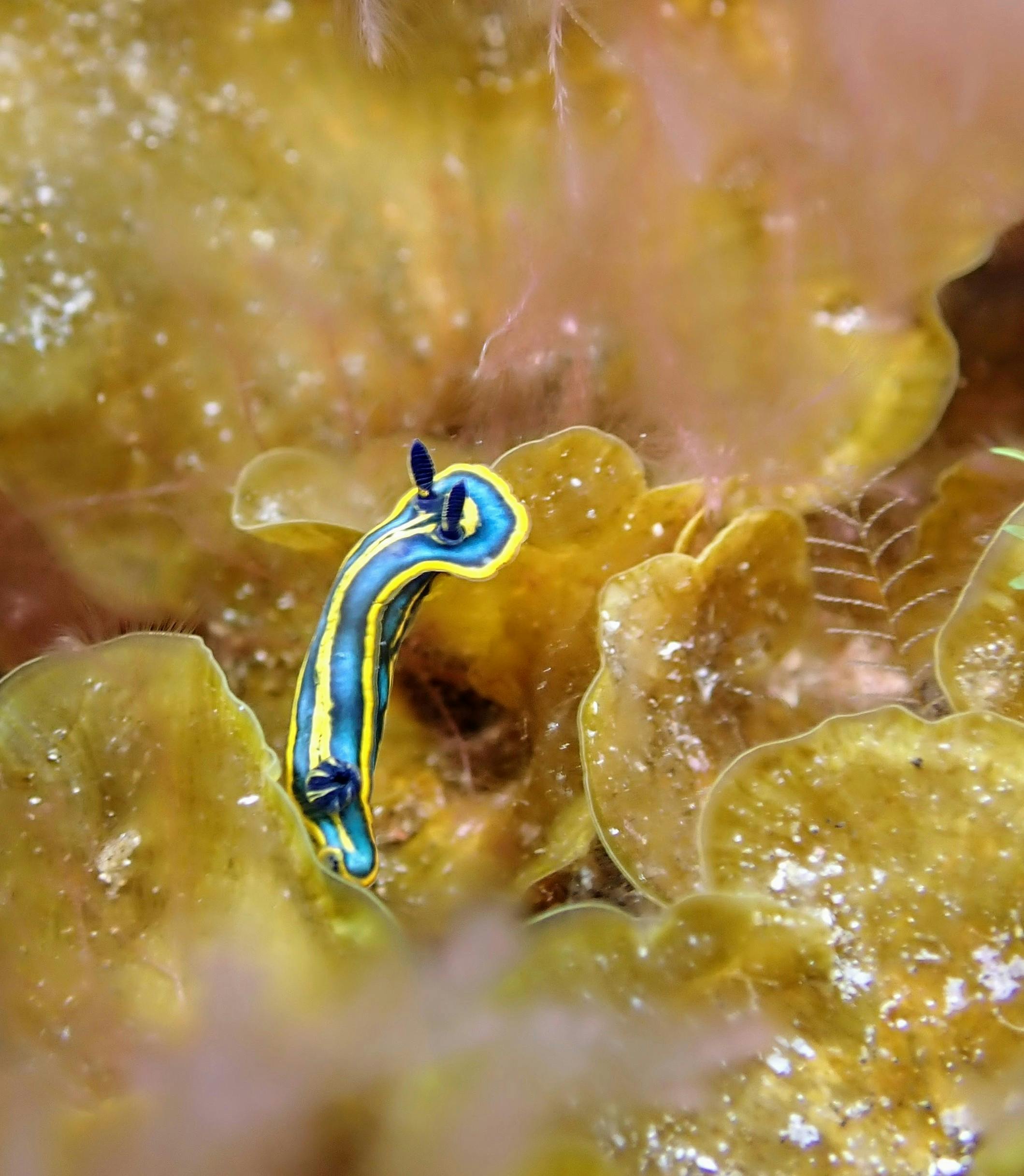 Manage Fish Photos, Download The BEST Free Manage Fish Stock Photos ...