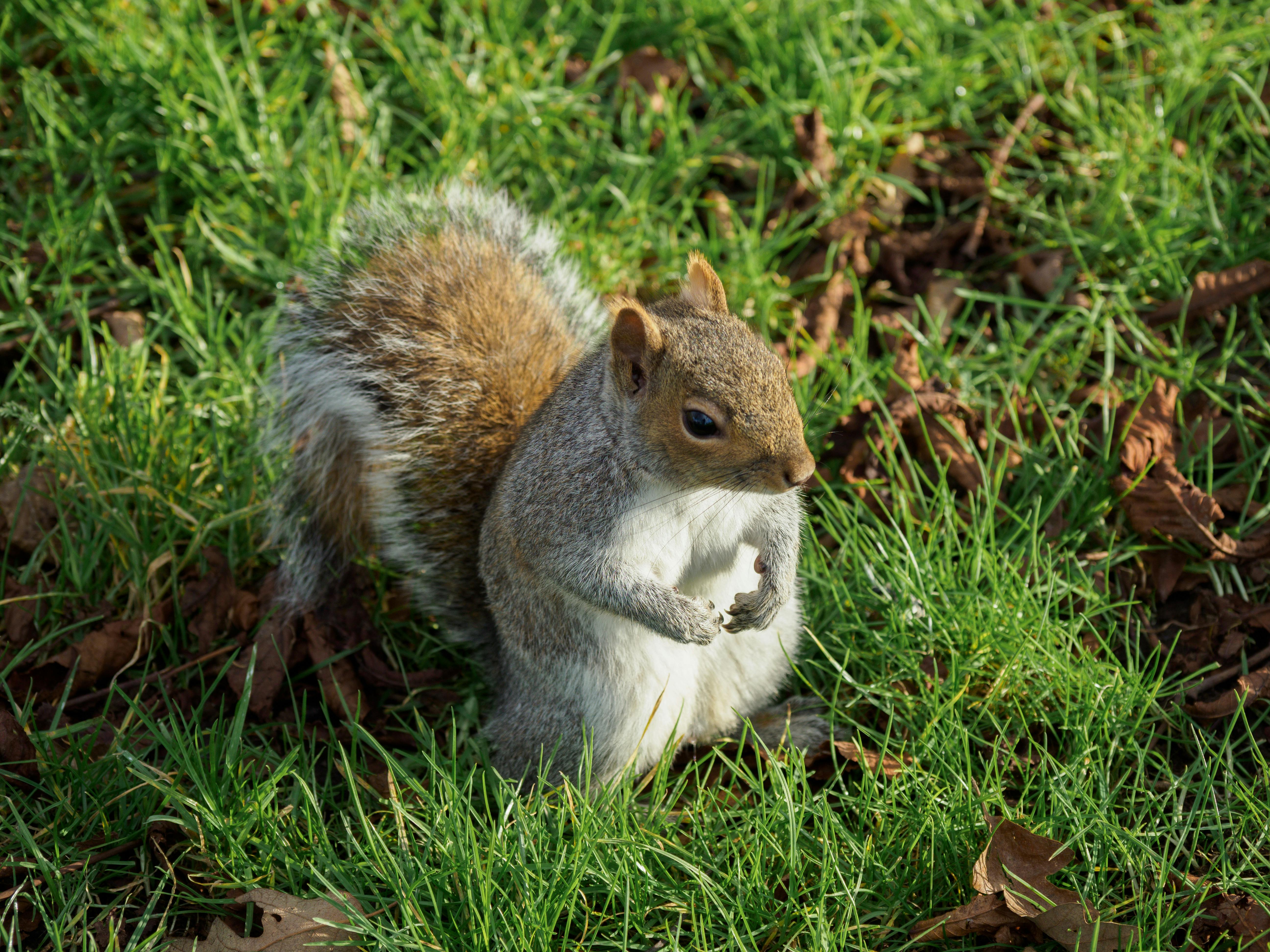 A Squirrel on Green Grass · Free Stock Photo