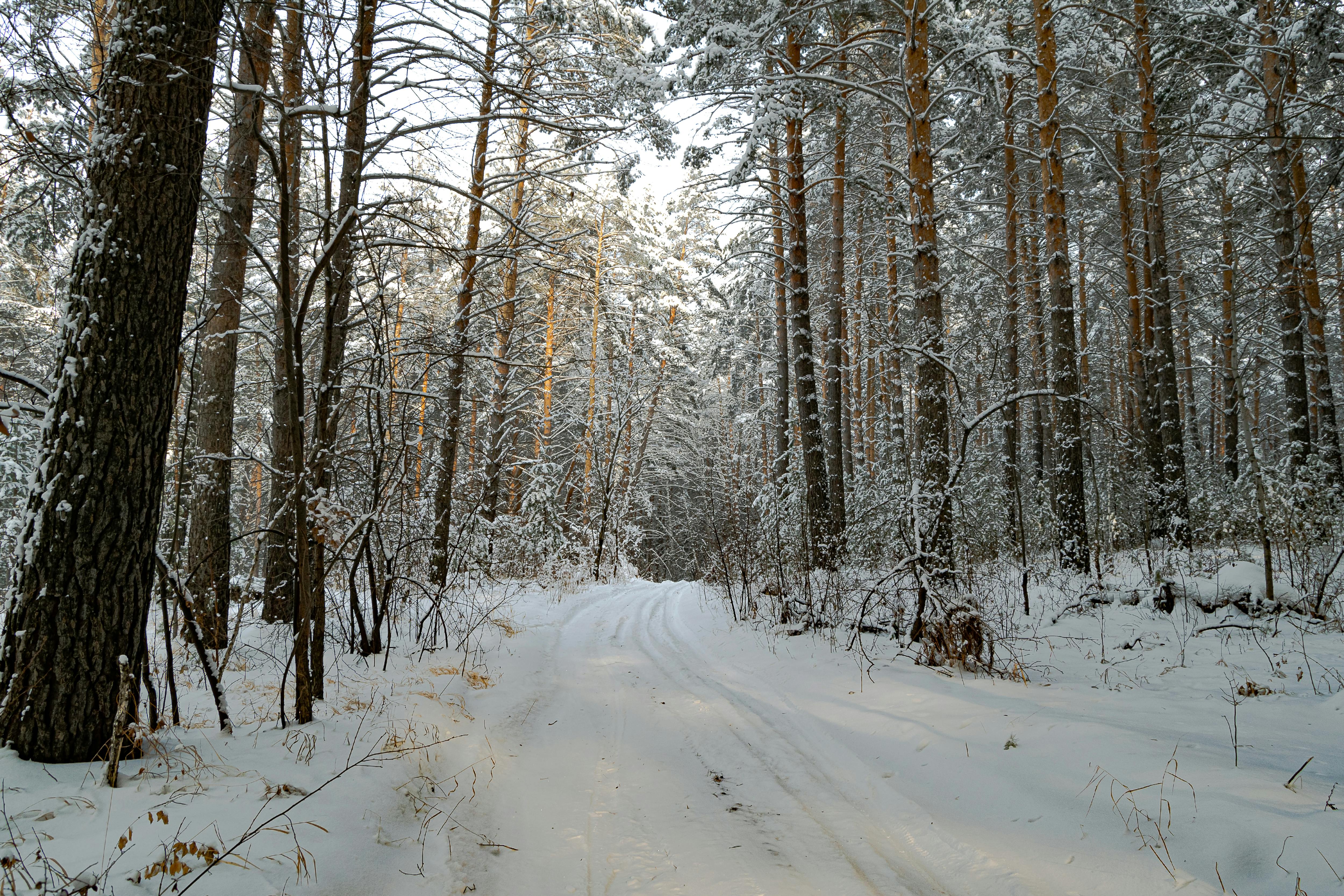 A Path on Snow Covered Forest During Winter · Free Stock Photo