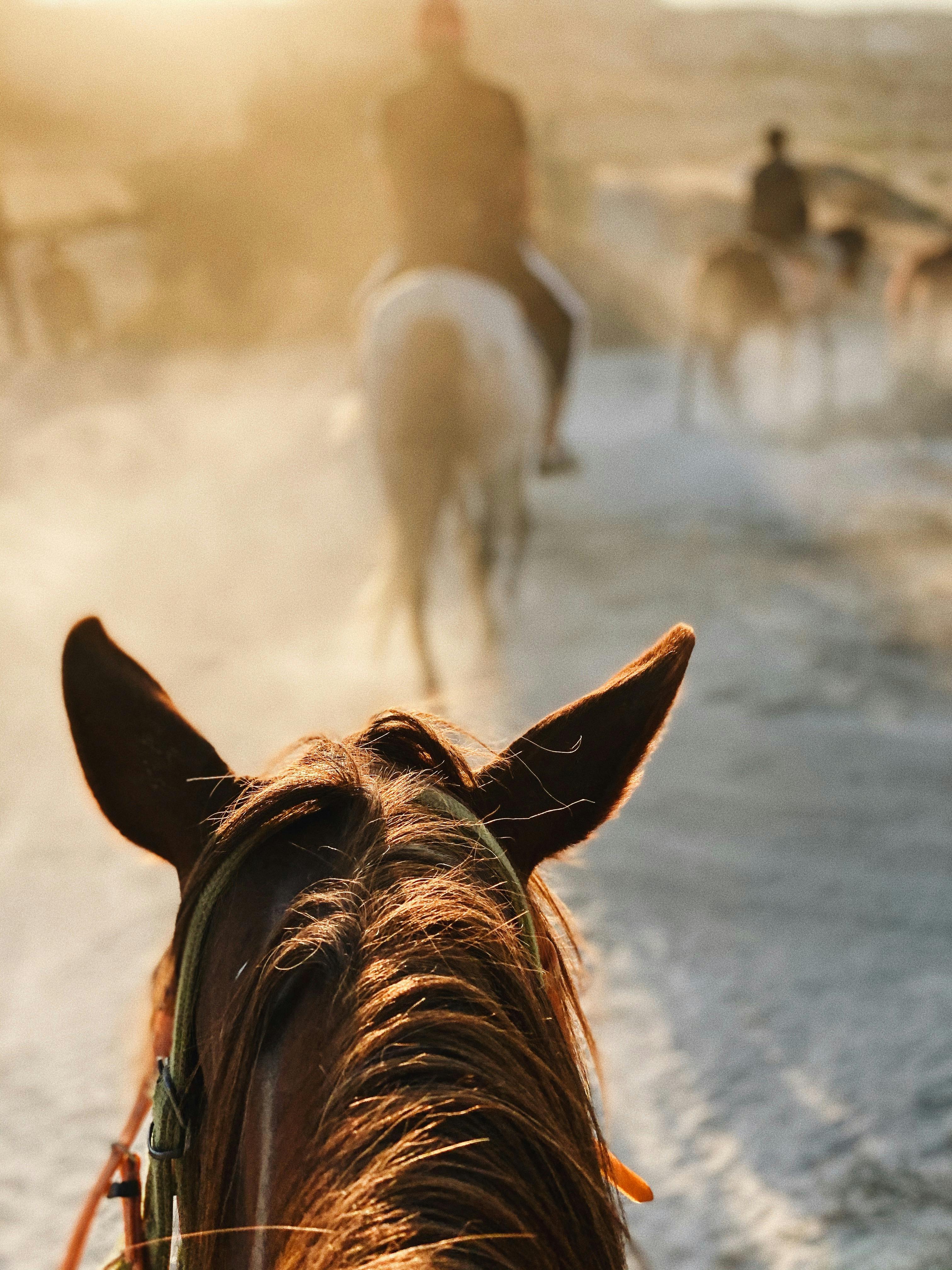 Anonymous equestrian riding horse in countryside during sundown · Free ...