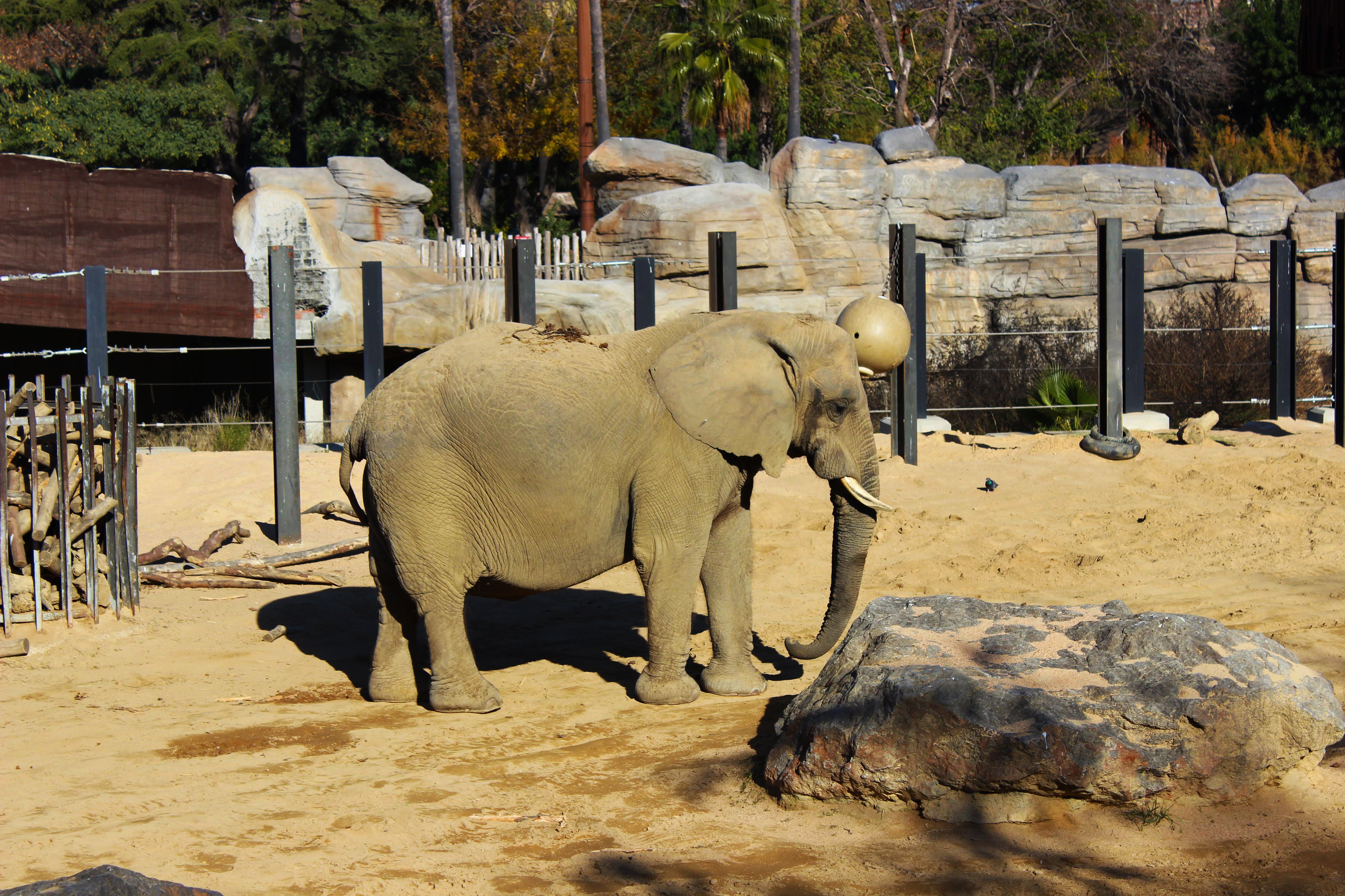 Side View of an Elephant · Free Stock Photo