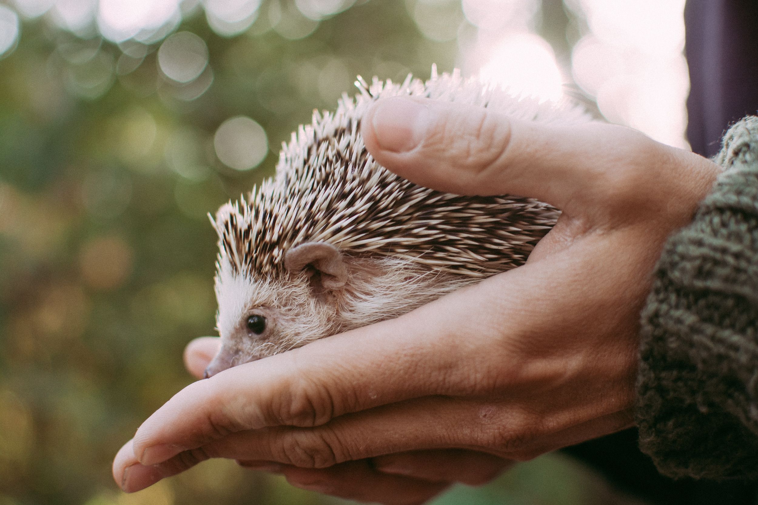 Shallow Photo of Hedgehog · Free Stock Photo
