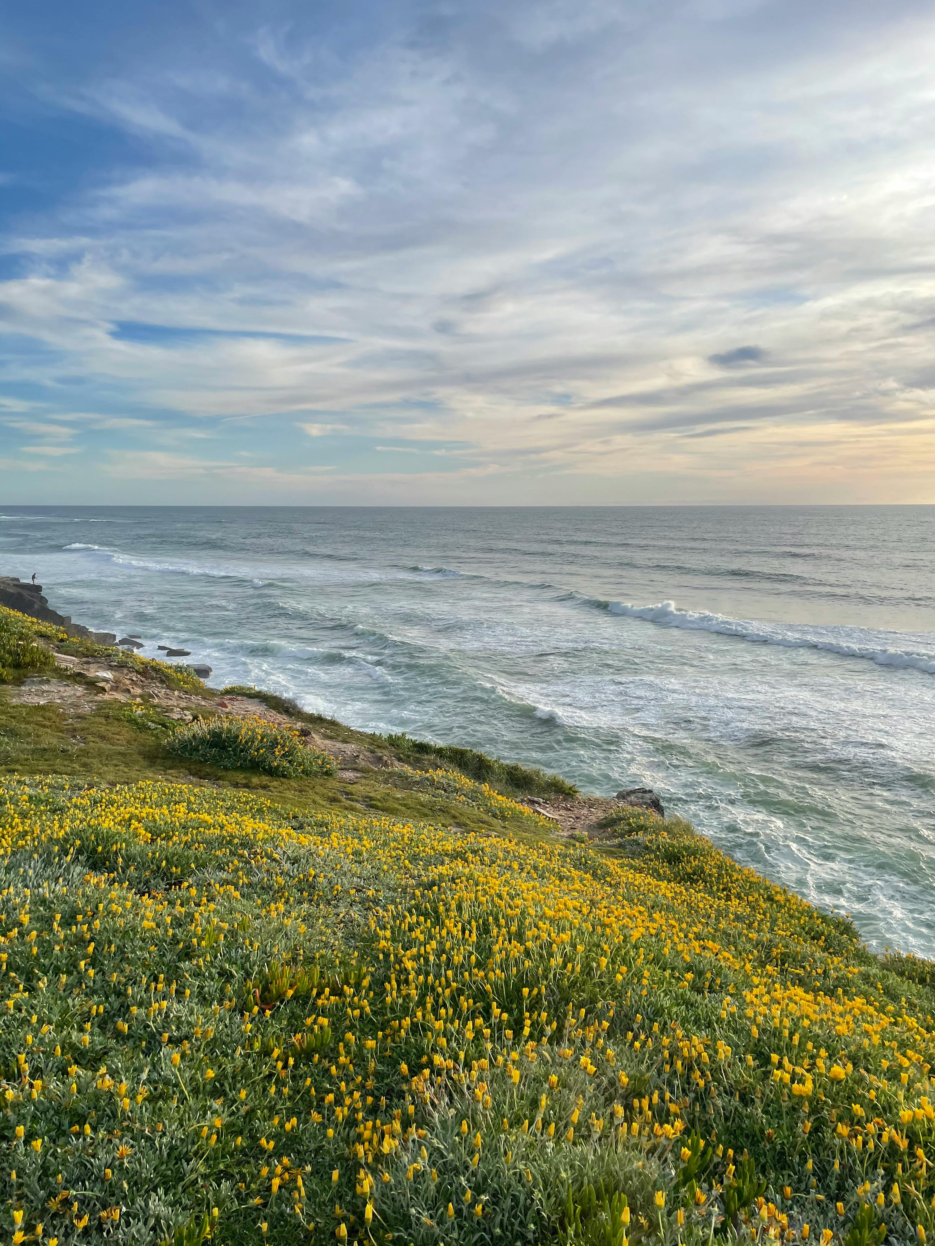 Yellow Flower Field Near Sea Under Blue Sky · Free Stock Photo