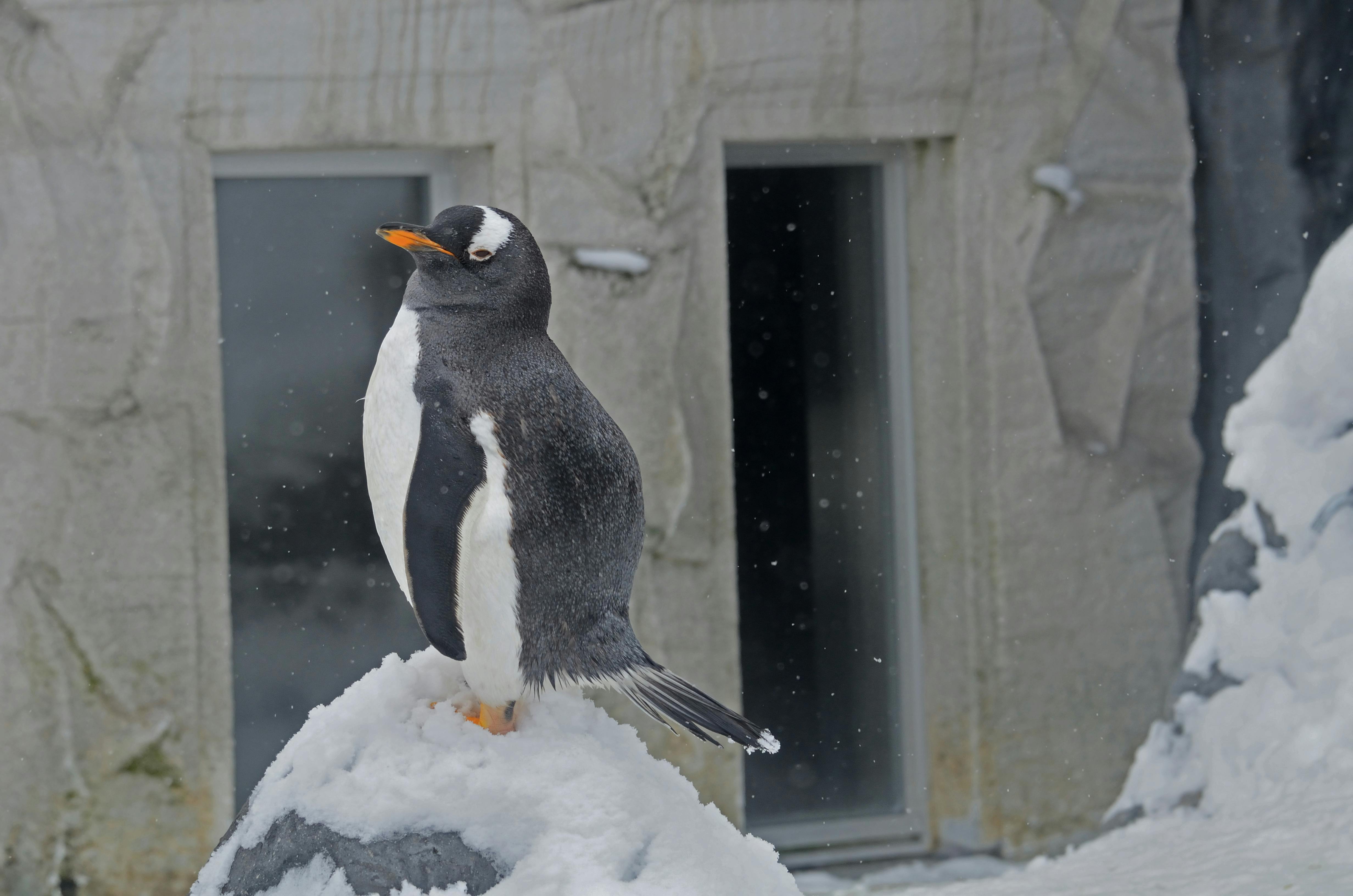 Close Up Photography of Penguin on Snow · Free Stock Photo