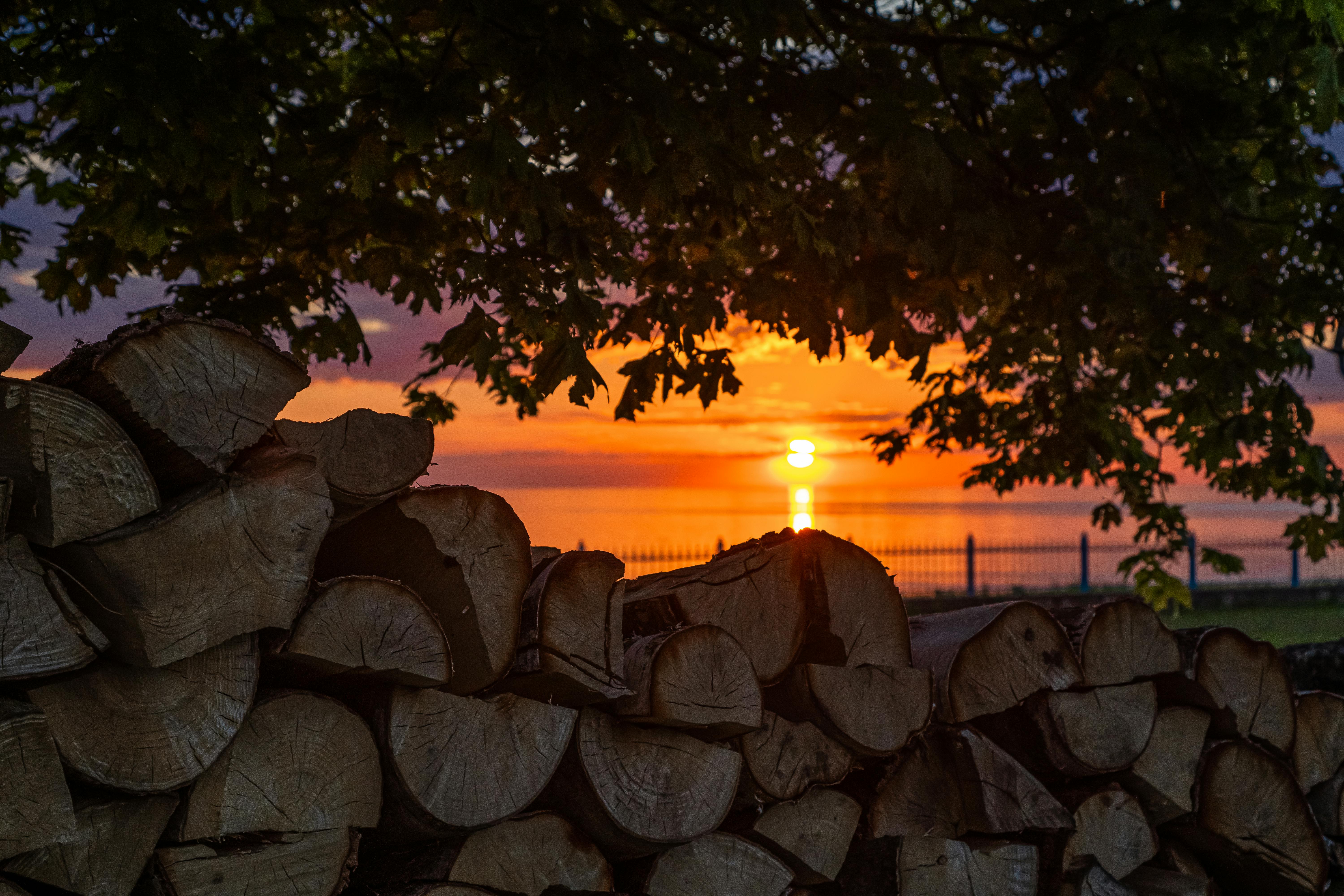 Sliced Logs Stacked Around Each Other · Free Stock Photo
