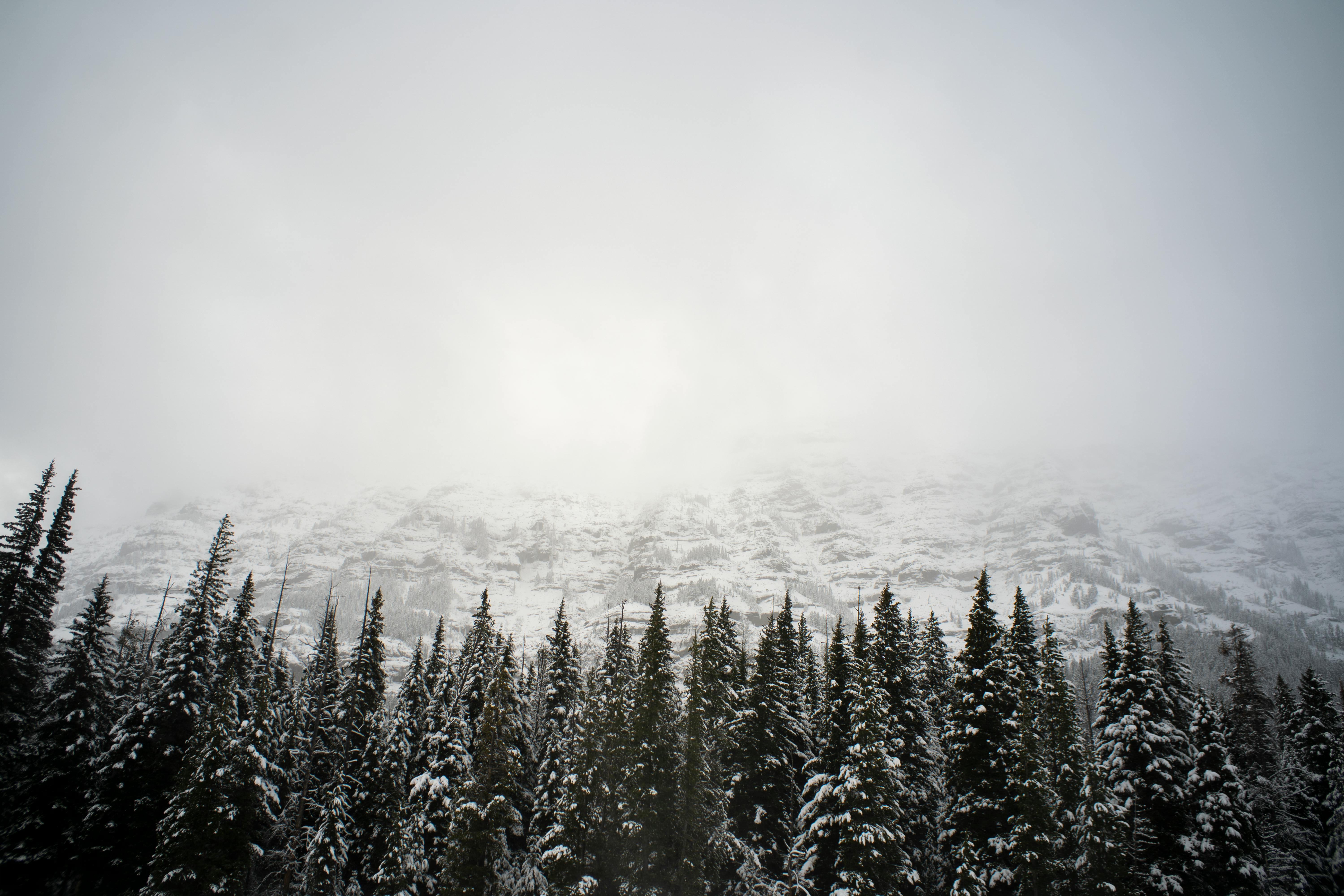 Snow Covered Green Forest Trees during Day · Free Stock Photo