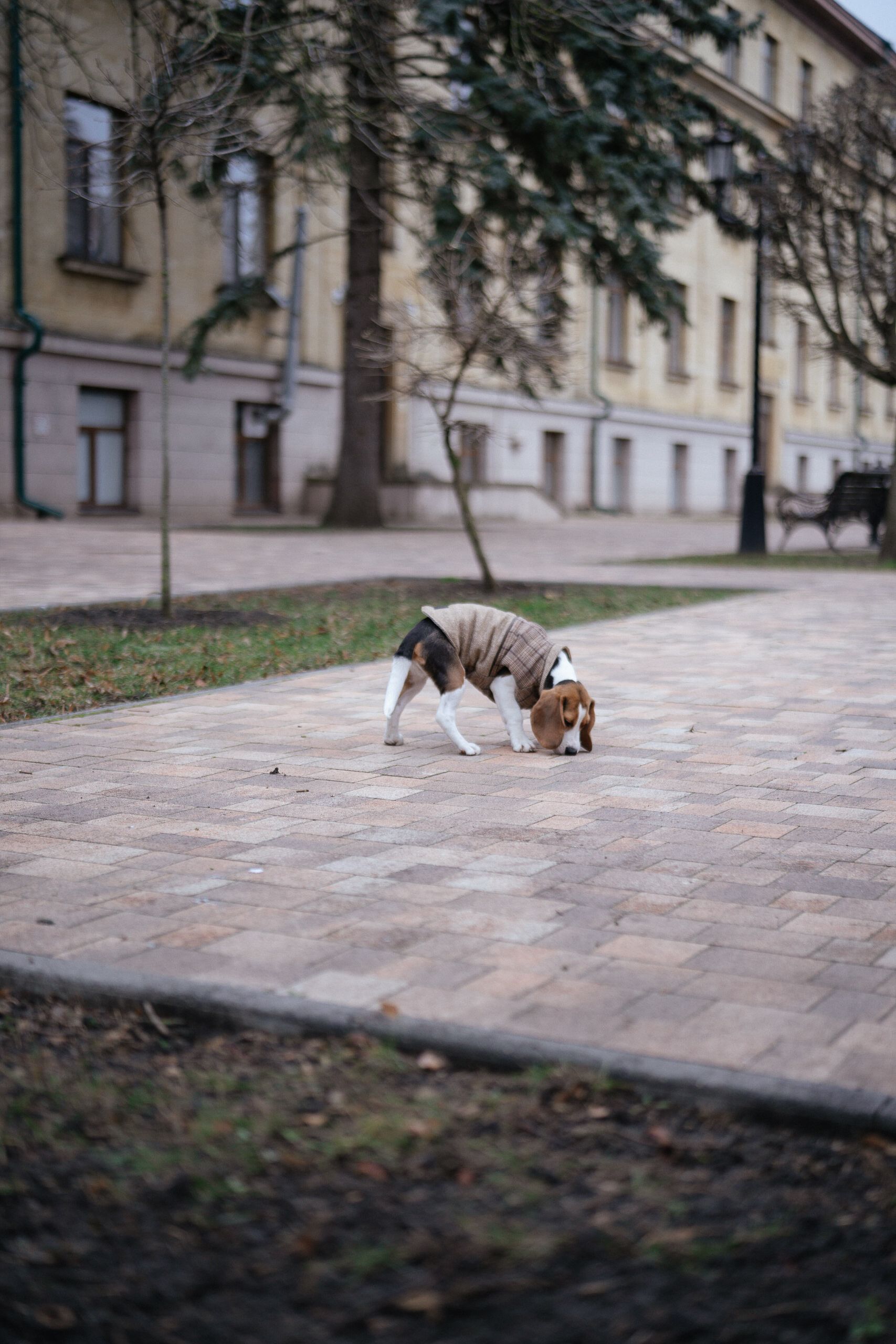 Beagle with Clothes Walking on the Street · Free Stock Photo