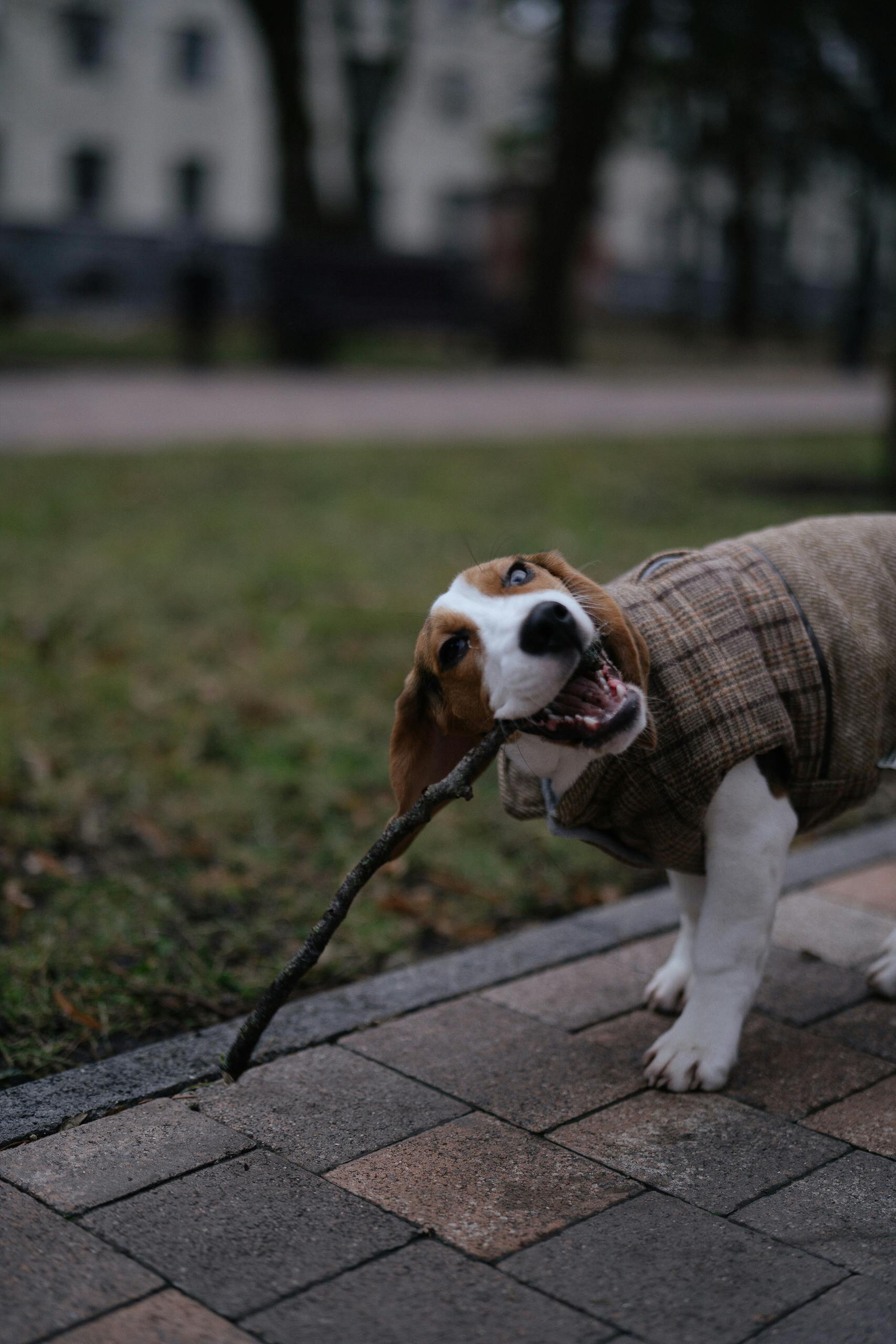 Foto de stock gratuita sobre beagle, caminar, olfateando, parque, perro ...