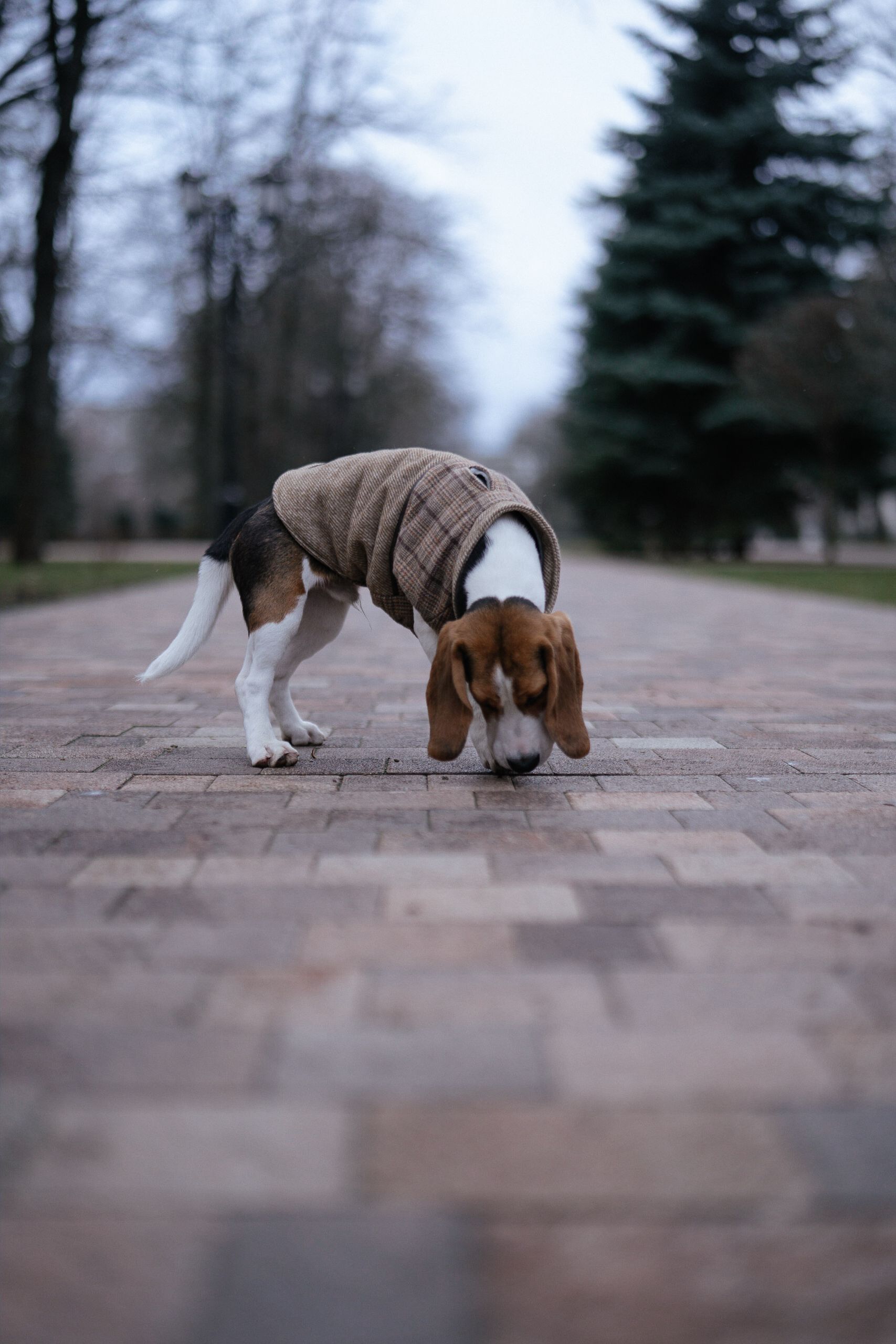 20 000 Best Dog Sniffing Photos 100 Free Download Pexels Stock Photos