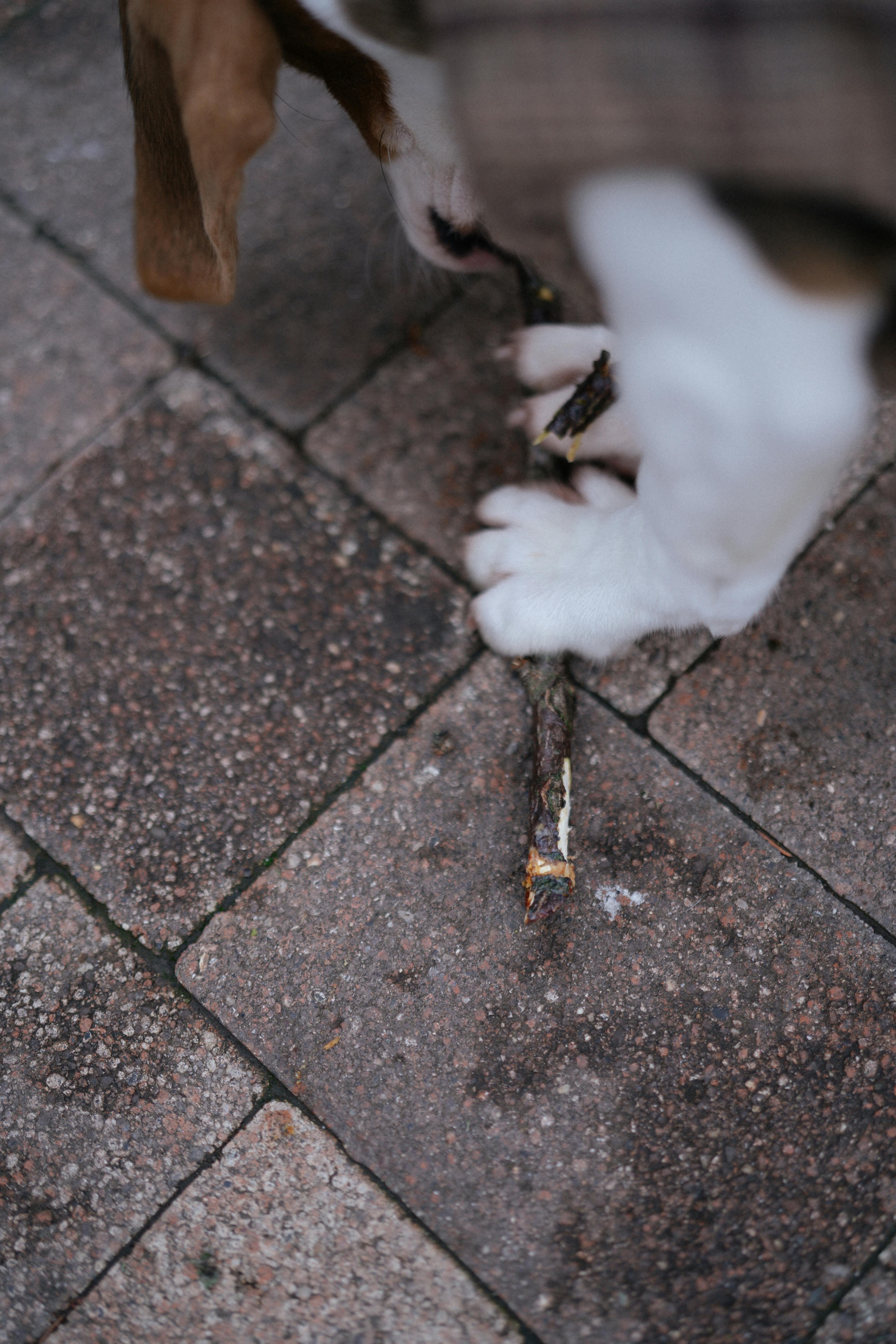 Close-Up of Beagle Sniffing Stick · Free Stock Photo