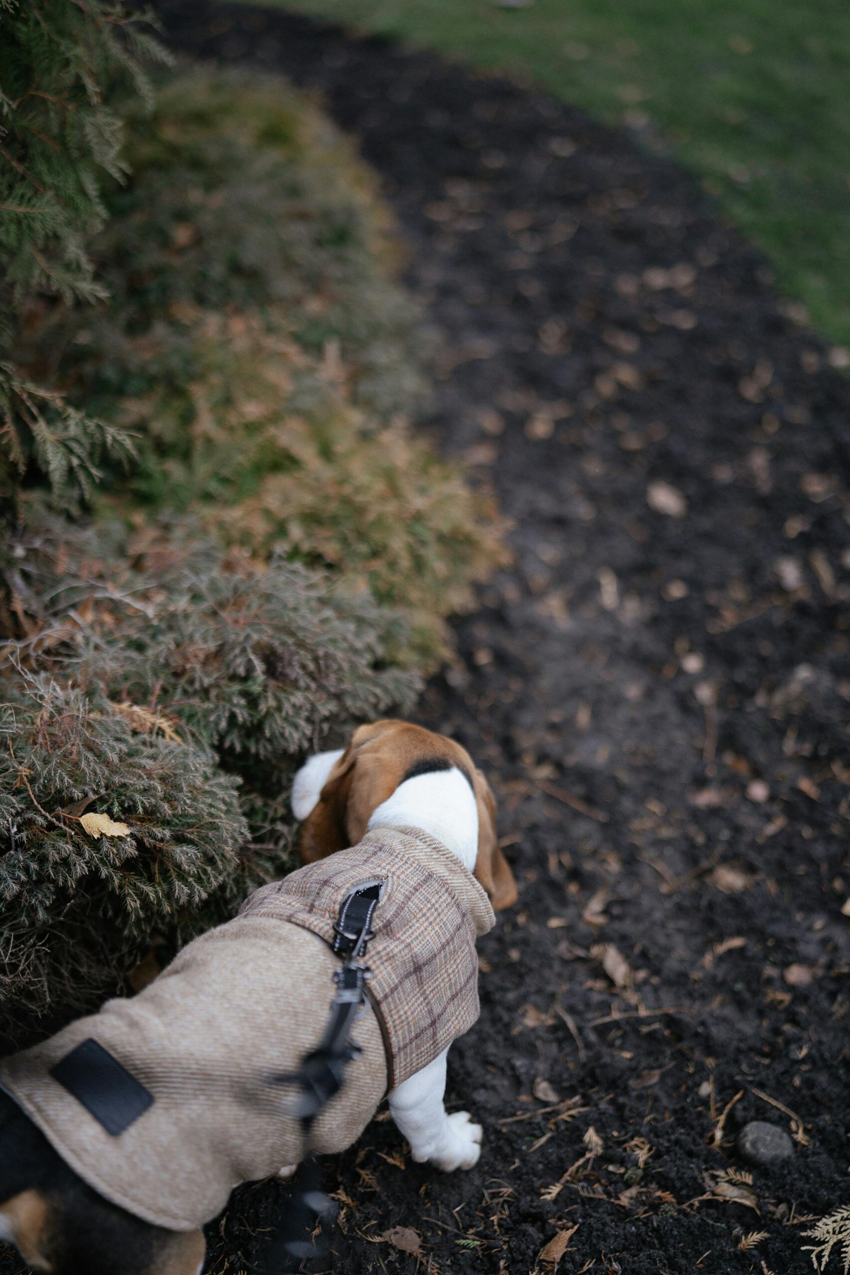 Beagle Smelling the Plants · Free Stock Photo
