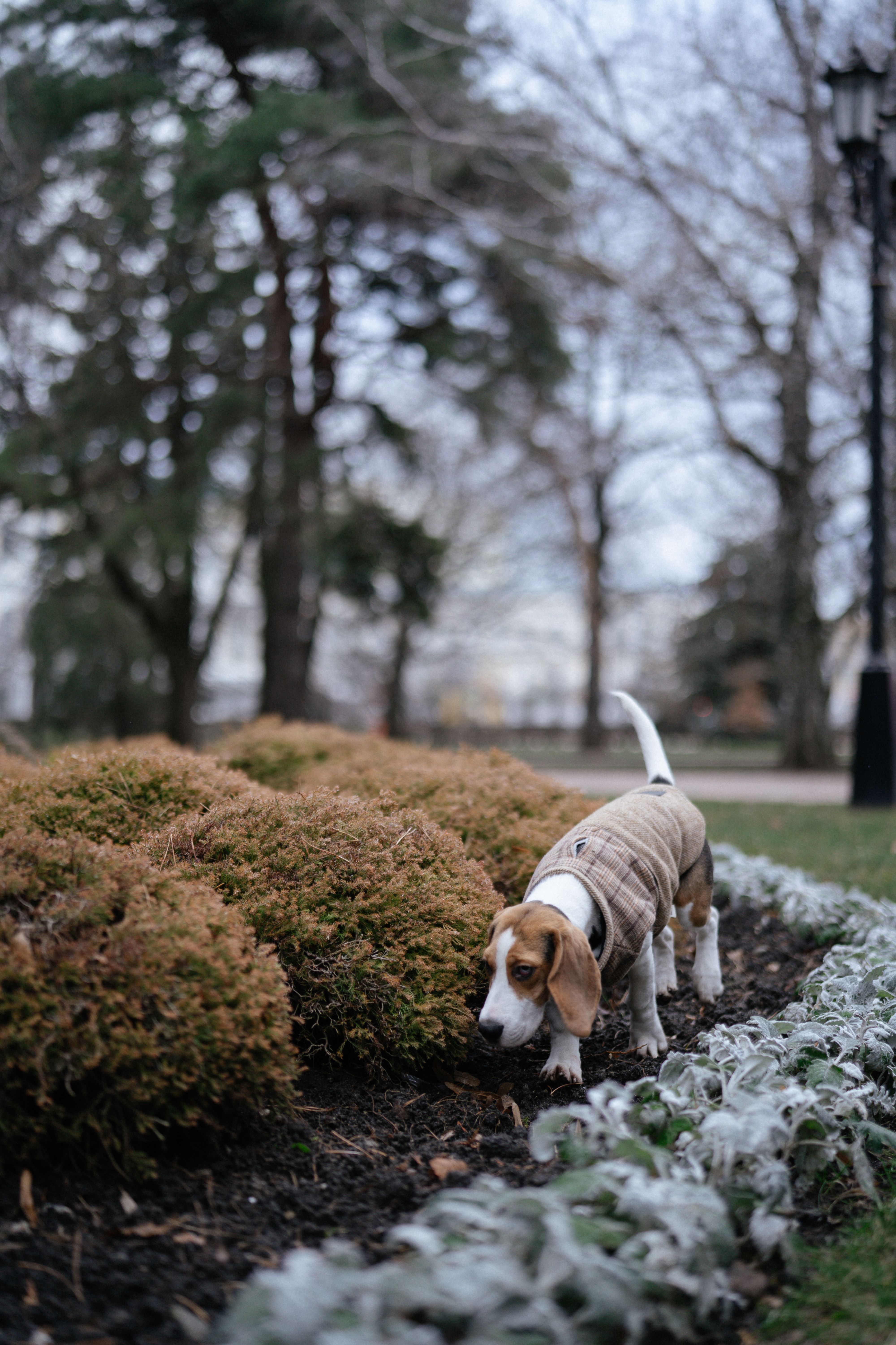 20,000+ Best Dog Sniffing Photos · 100% Free Download · Pexels Stock Photos