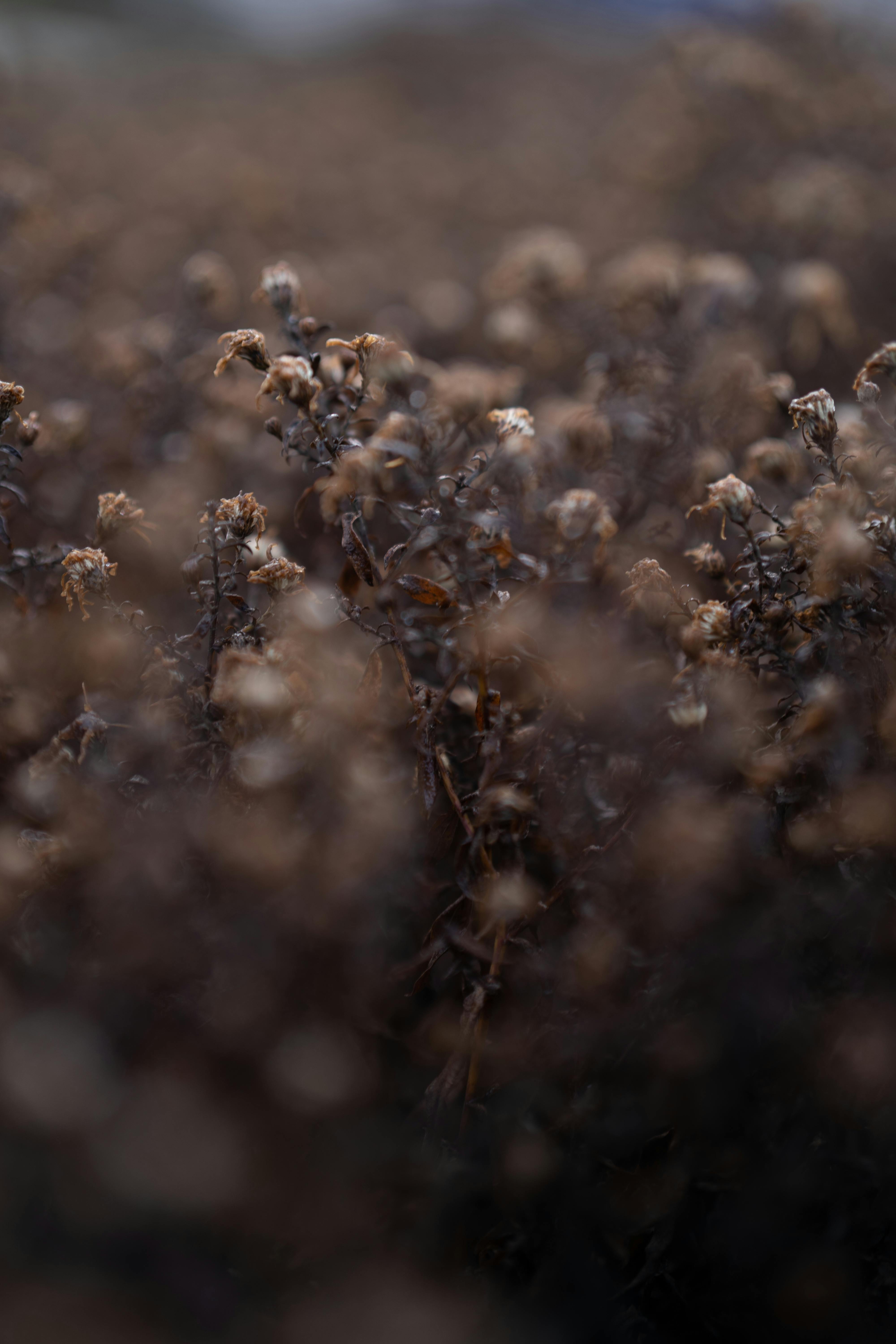 Close-up of Dried Flowers · Free Stock Photo