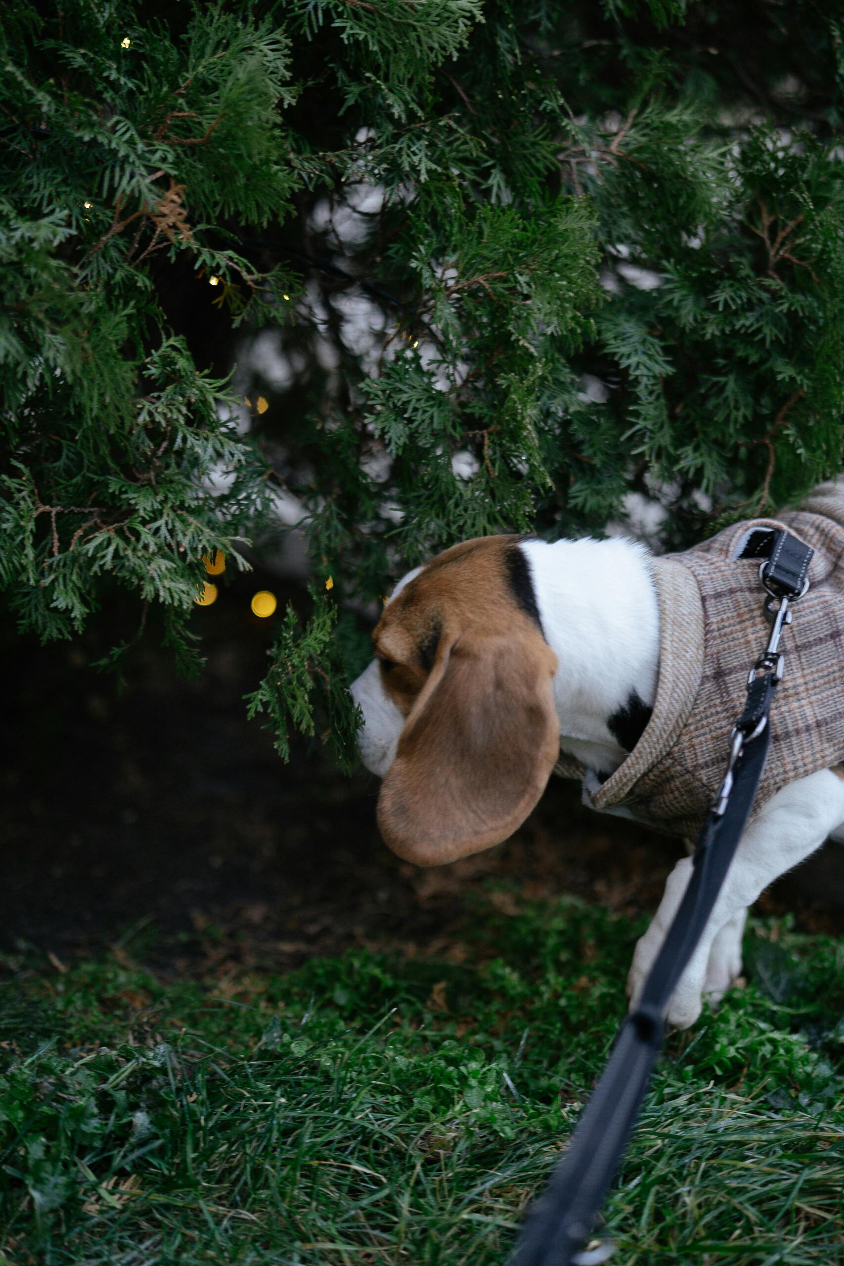 Dog Sniffing Ear Photos, Download The BEST Free Dog Sniffing Ear Stock ...