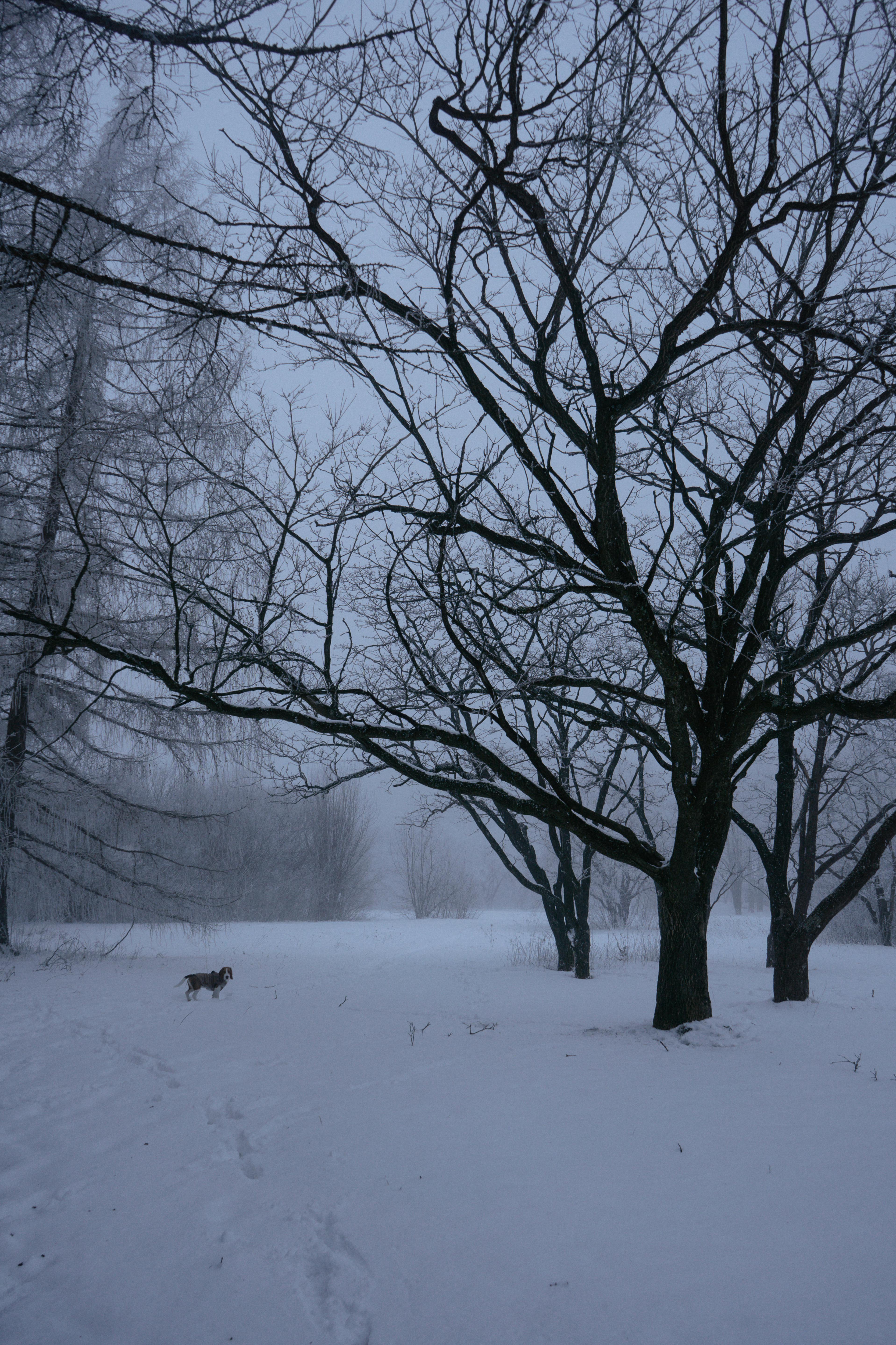 Bare Trees Covered with Snow · Free Stock Photo