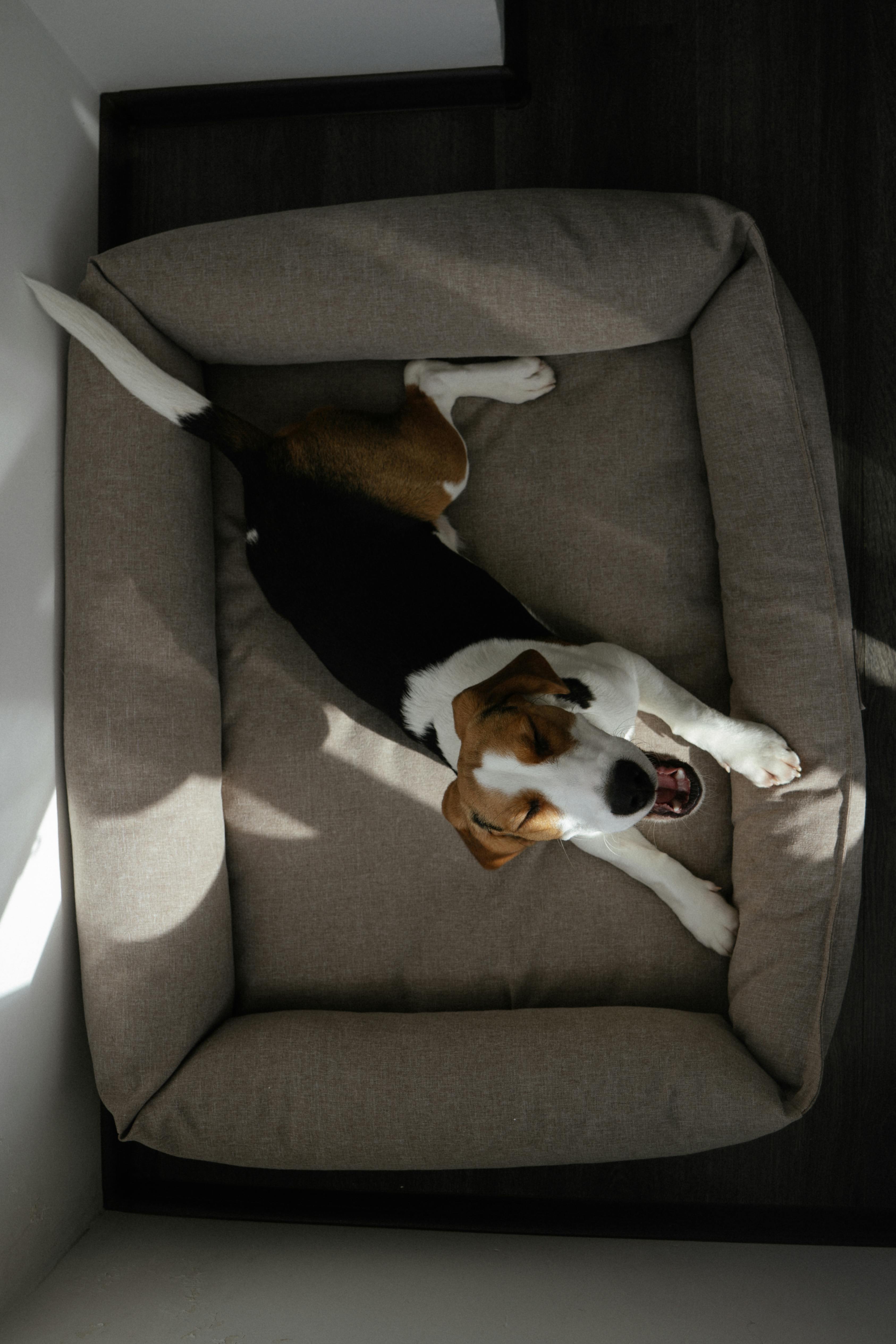 Overhead Shot of a Beagle Yawning · Free Stock Photo