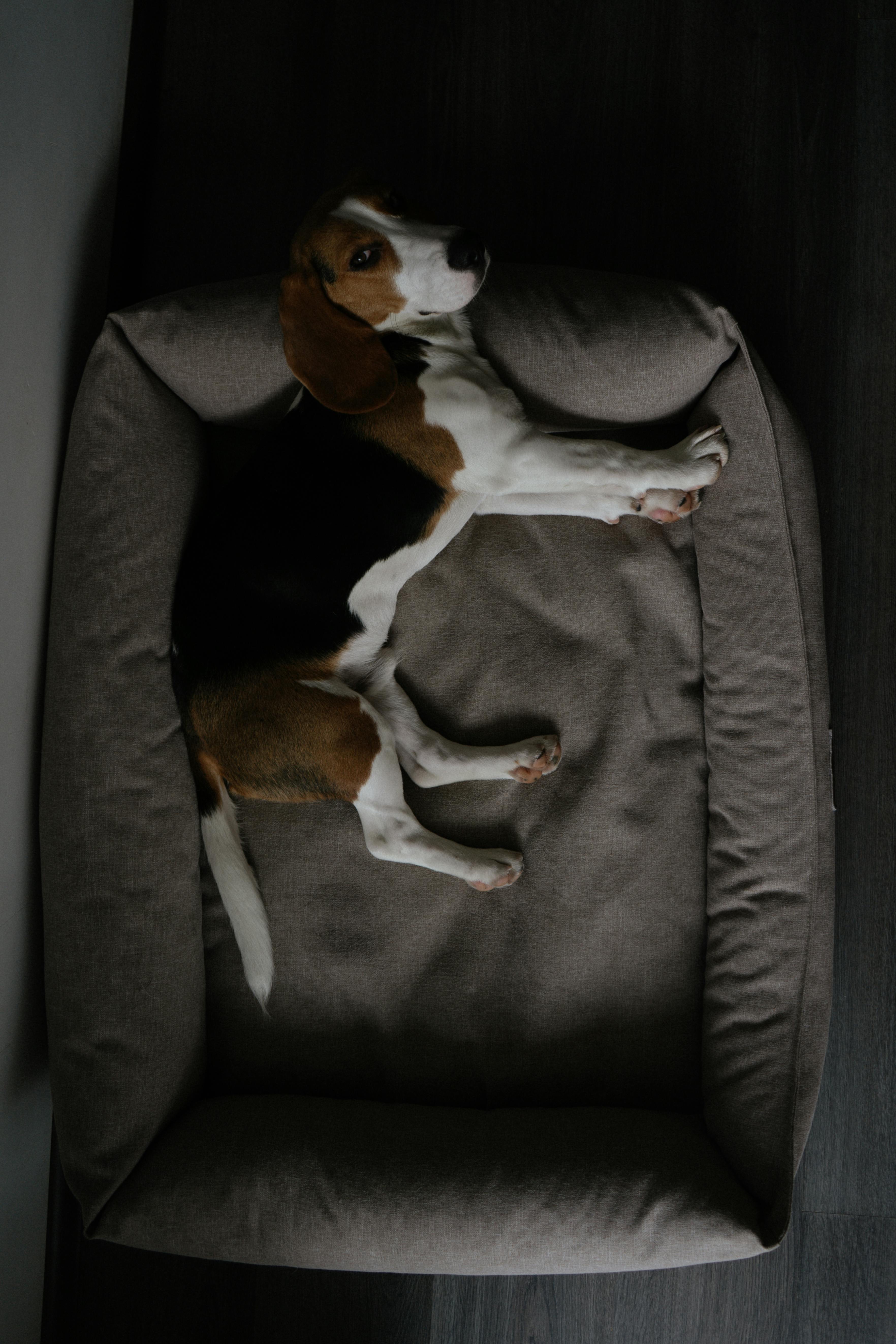 Portrait of Chubby Dog · Free Stock Photo