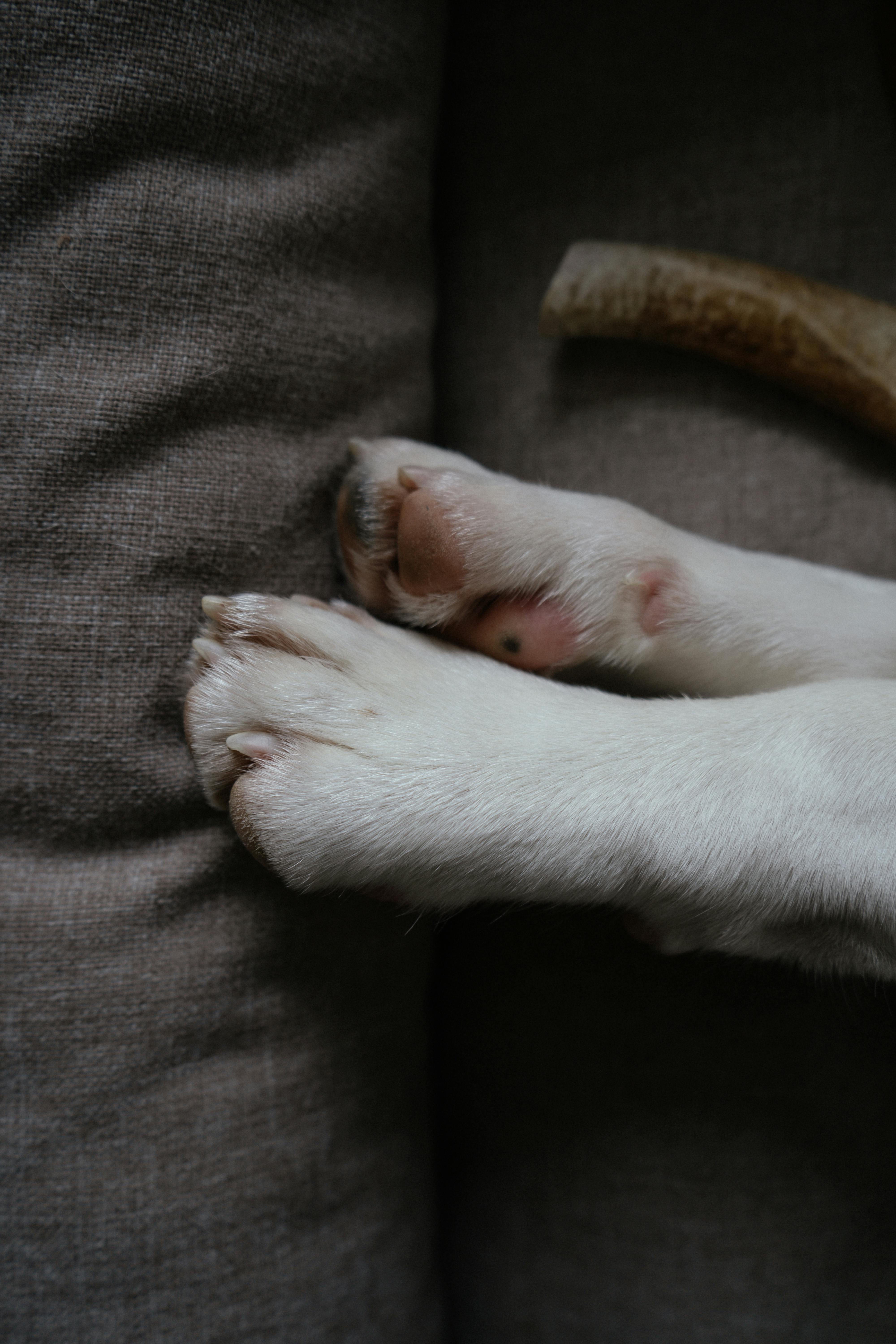 Dog Paws Photos, Download The BEST Free Dog Paws Stock Photos & HD Images