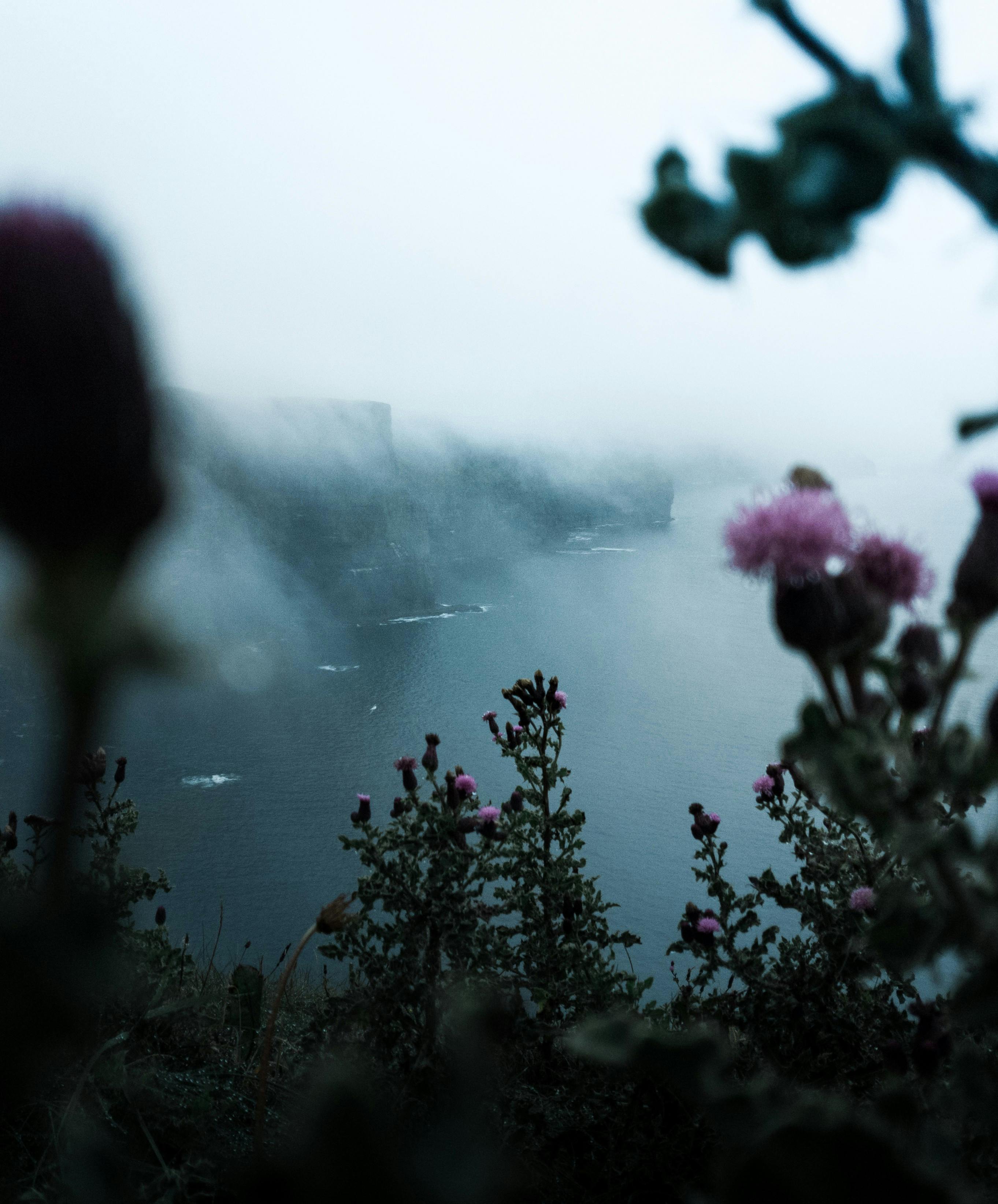 Pink Flowers on the Cliff · Free Stock Photo