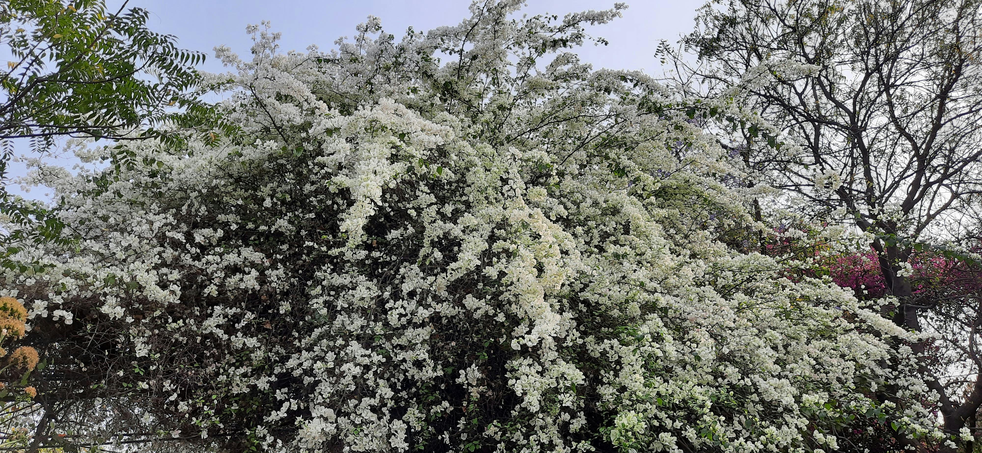 Deepak Pokhrel - 사진