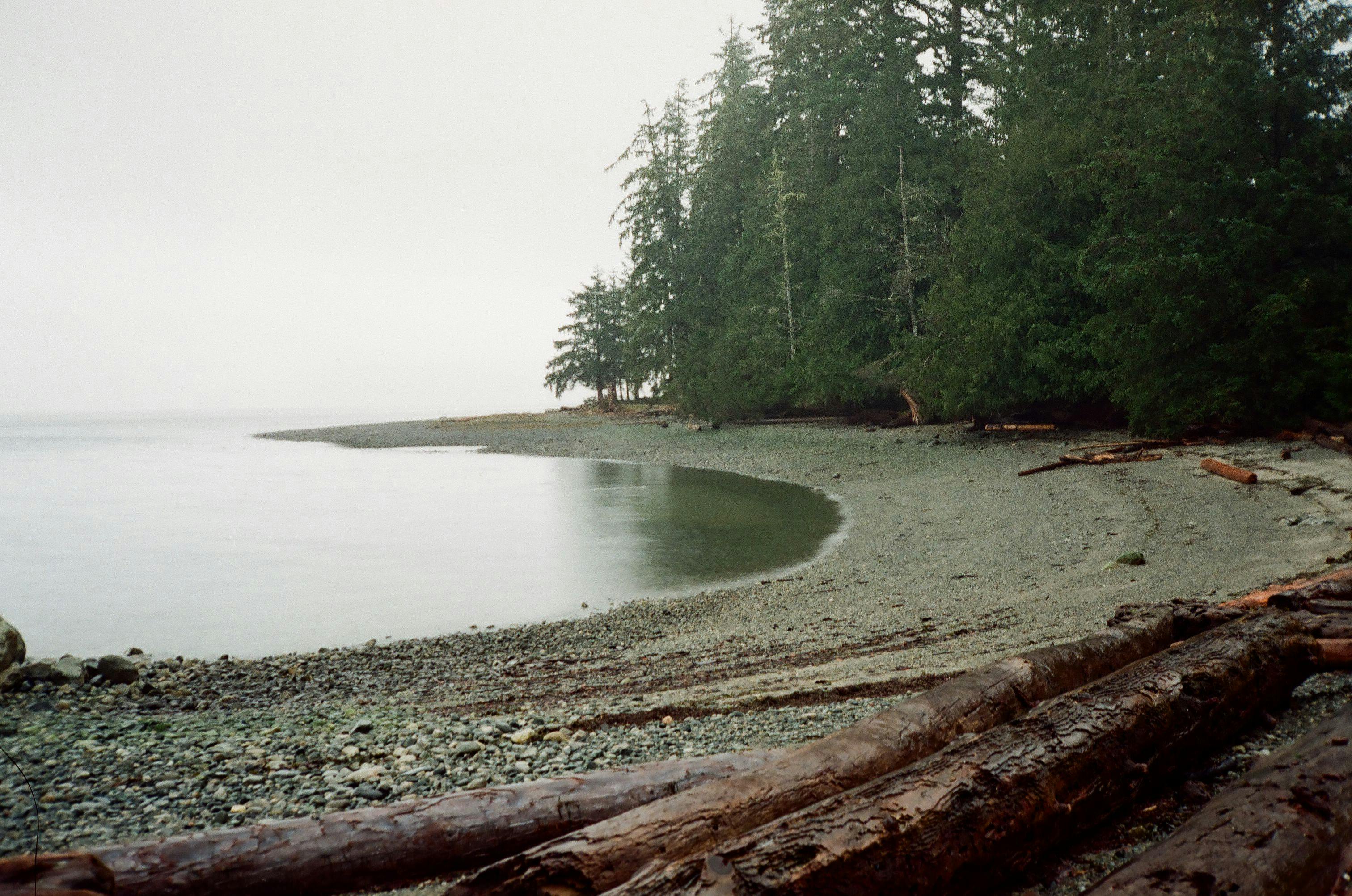 Tall Green Trees Beside Calm Body of Water · Free Stock Photo