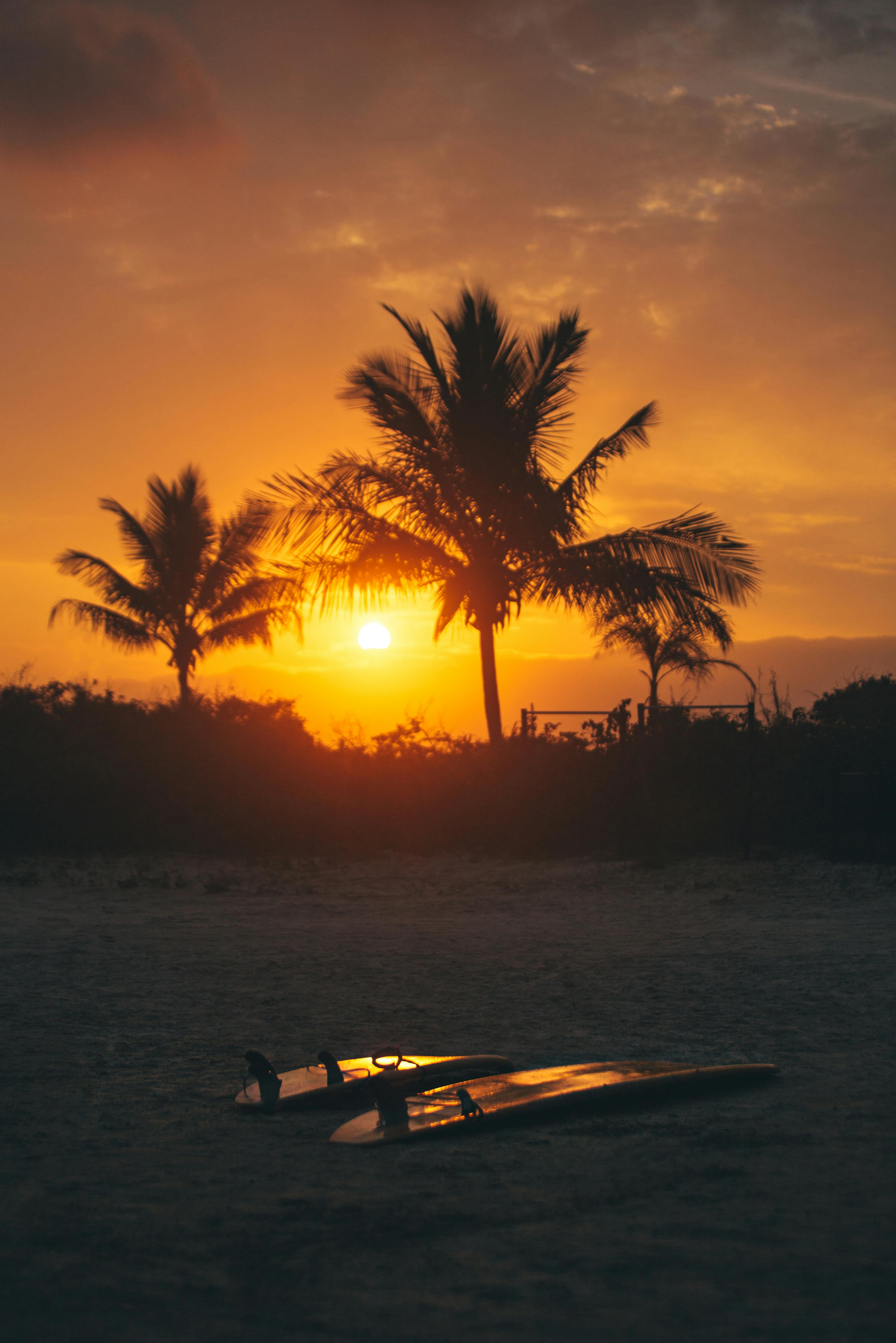 Silhouettes of Oalm Trees by Sunset · Free Stock Photo