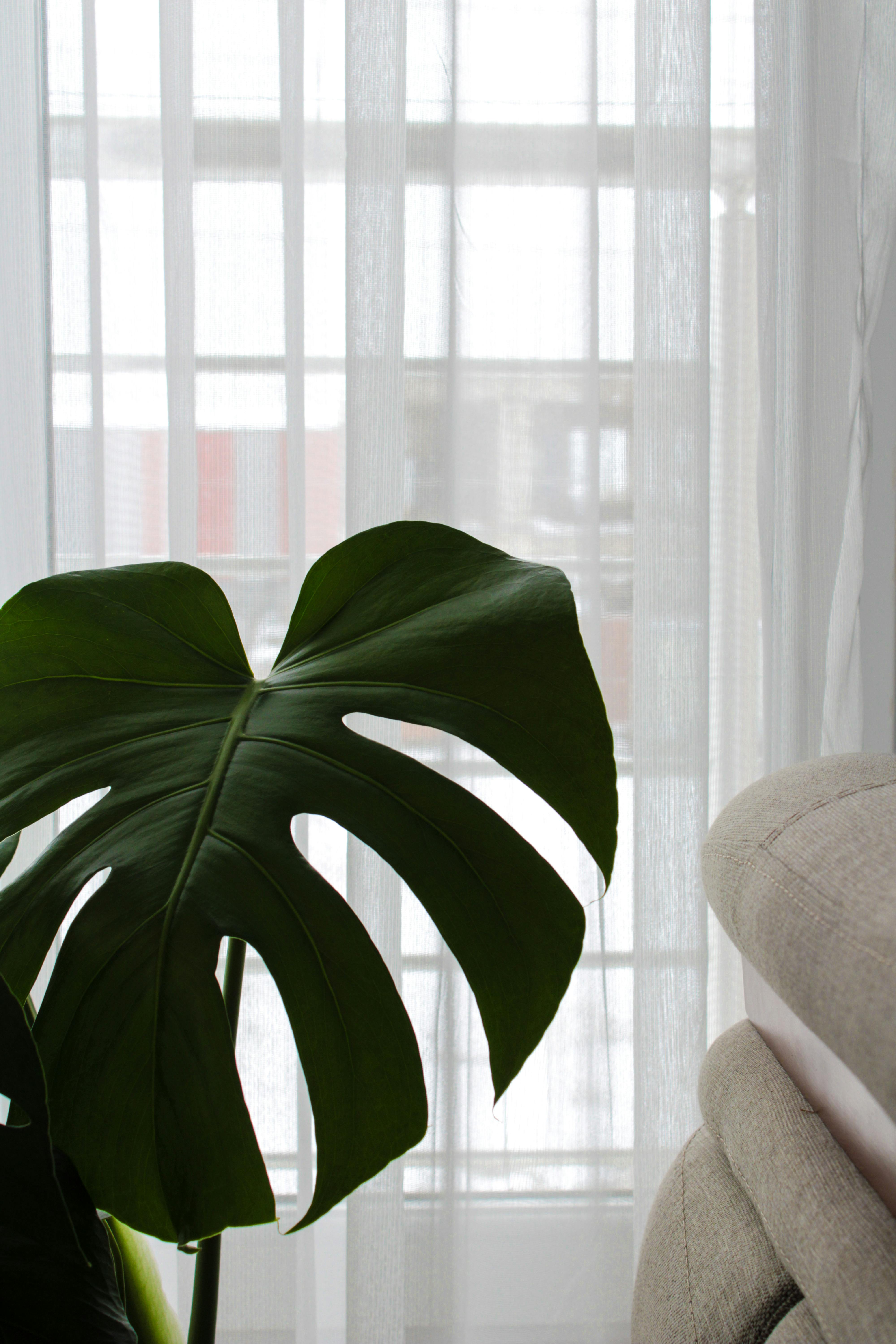 A Monstera Deliciosa Beside with Window with Curtain · Free Stock Photo