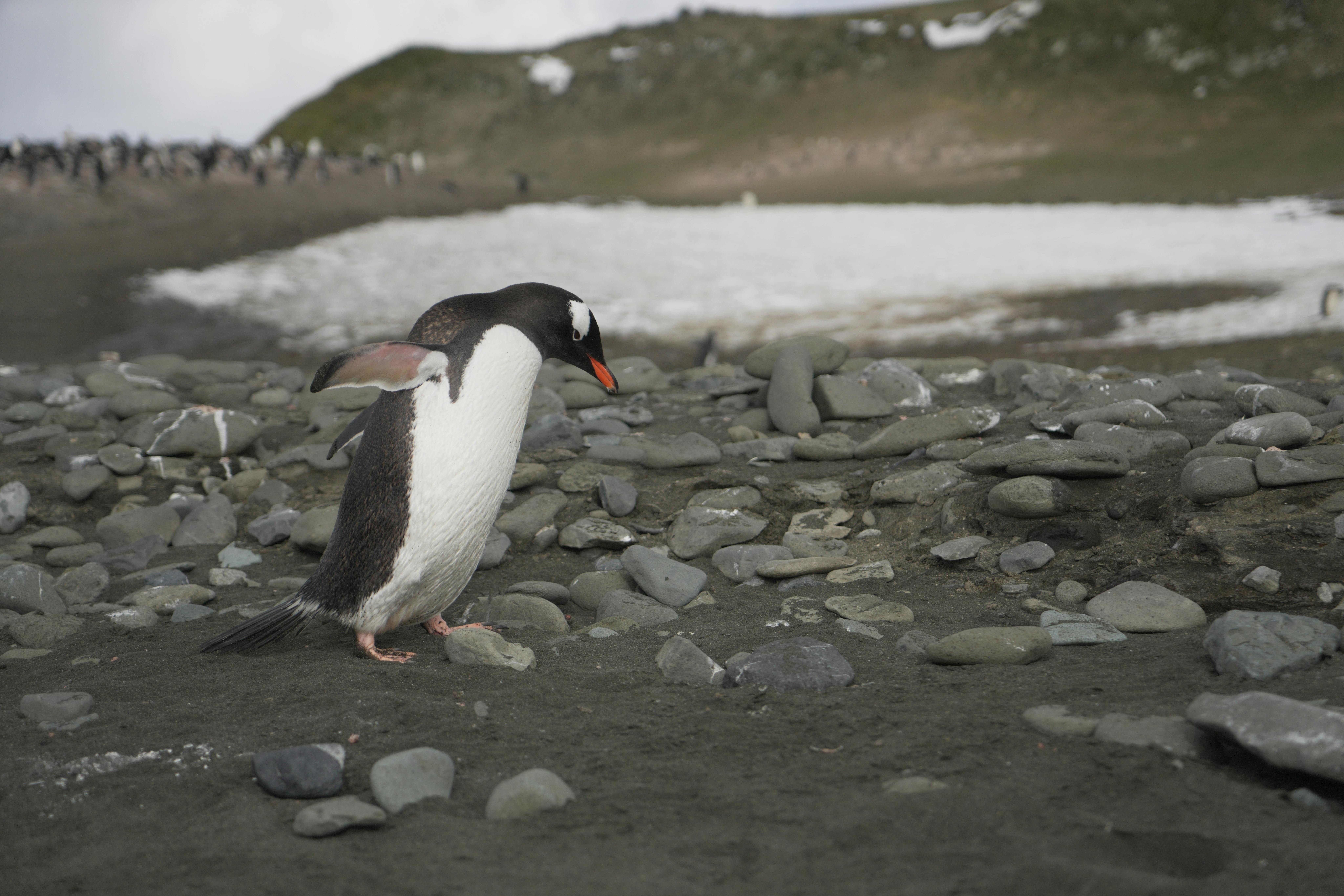 Close Up Photography of Penguin on Snow · Free Stock Photo