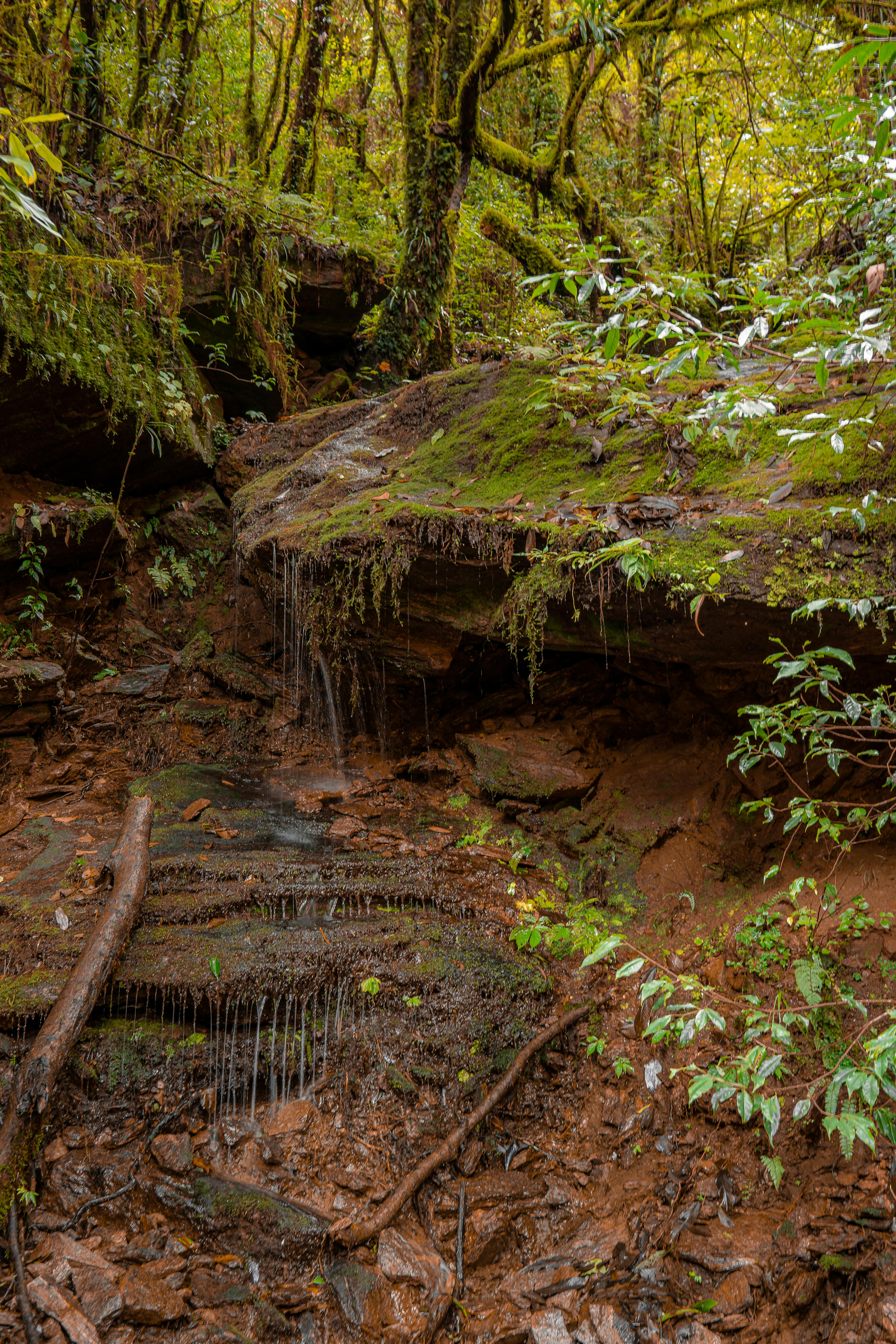Photography of Forest During Daytime · Free Stock Photo