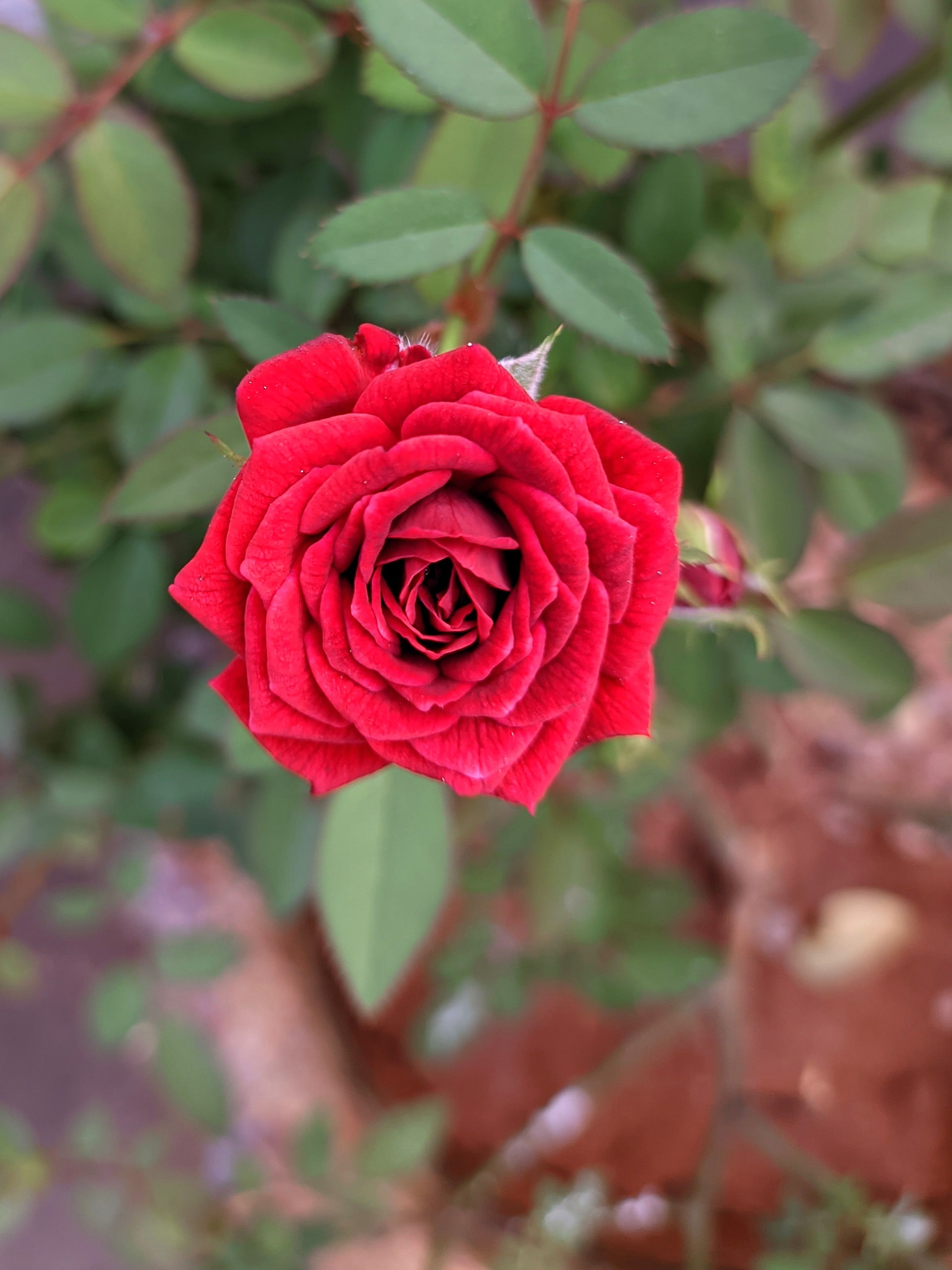 Close-up Shot of a Rose Flower Behind the Flower Buds · Free Stock Photo