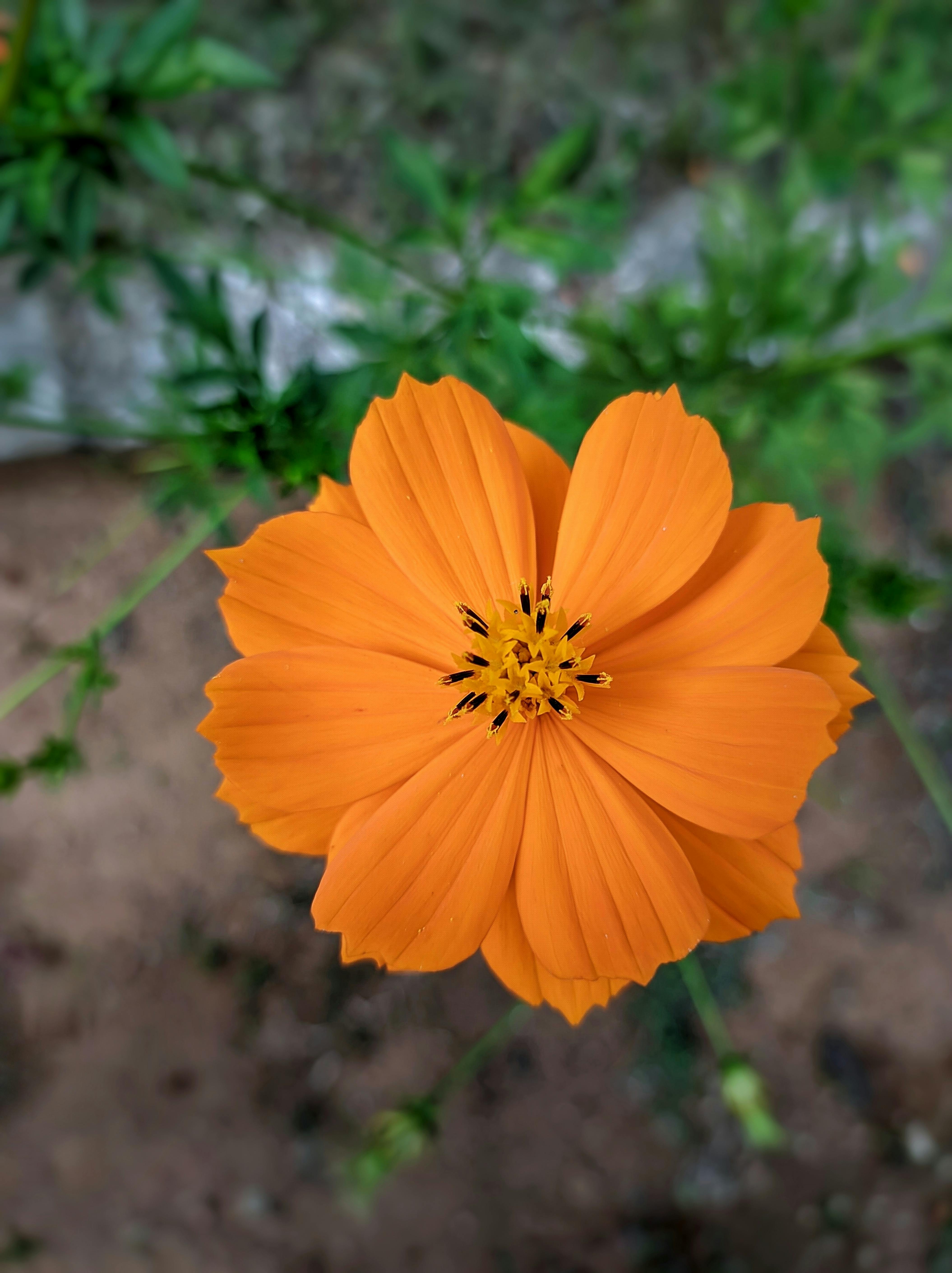 Phaneendra B - 写真