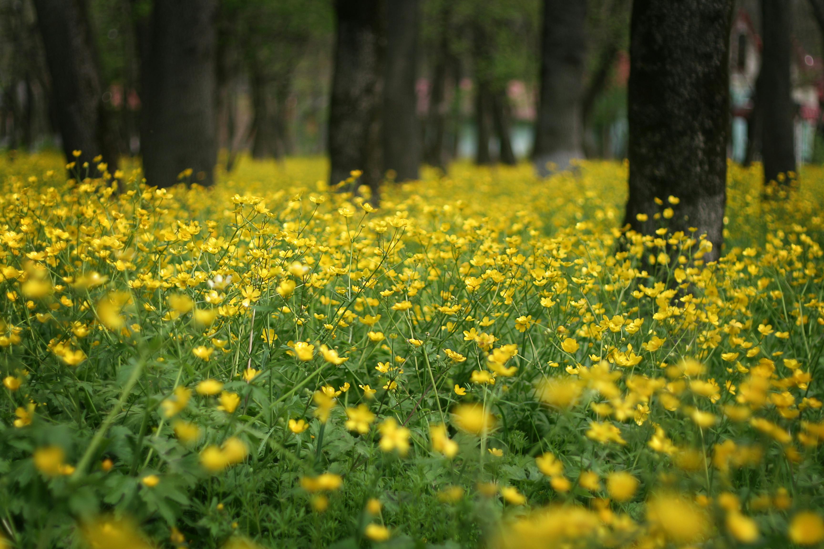 Yellow Rapeseed Flower Field · Free Stock Photo