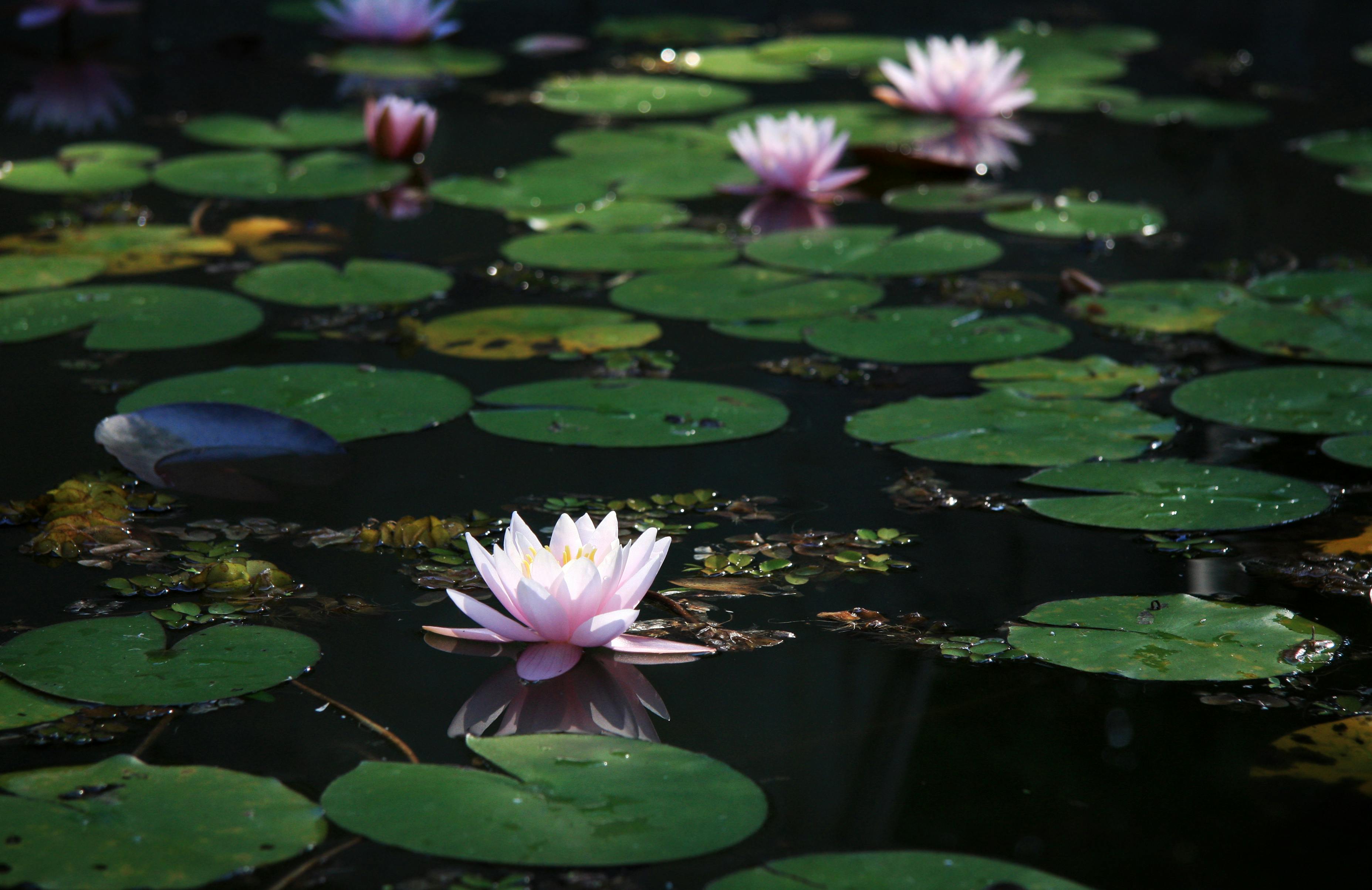 Lily Pads · Free Stock Photo