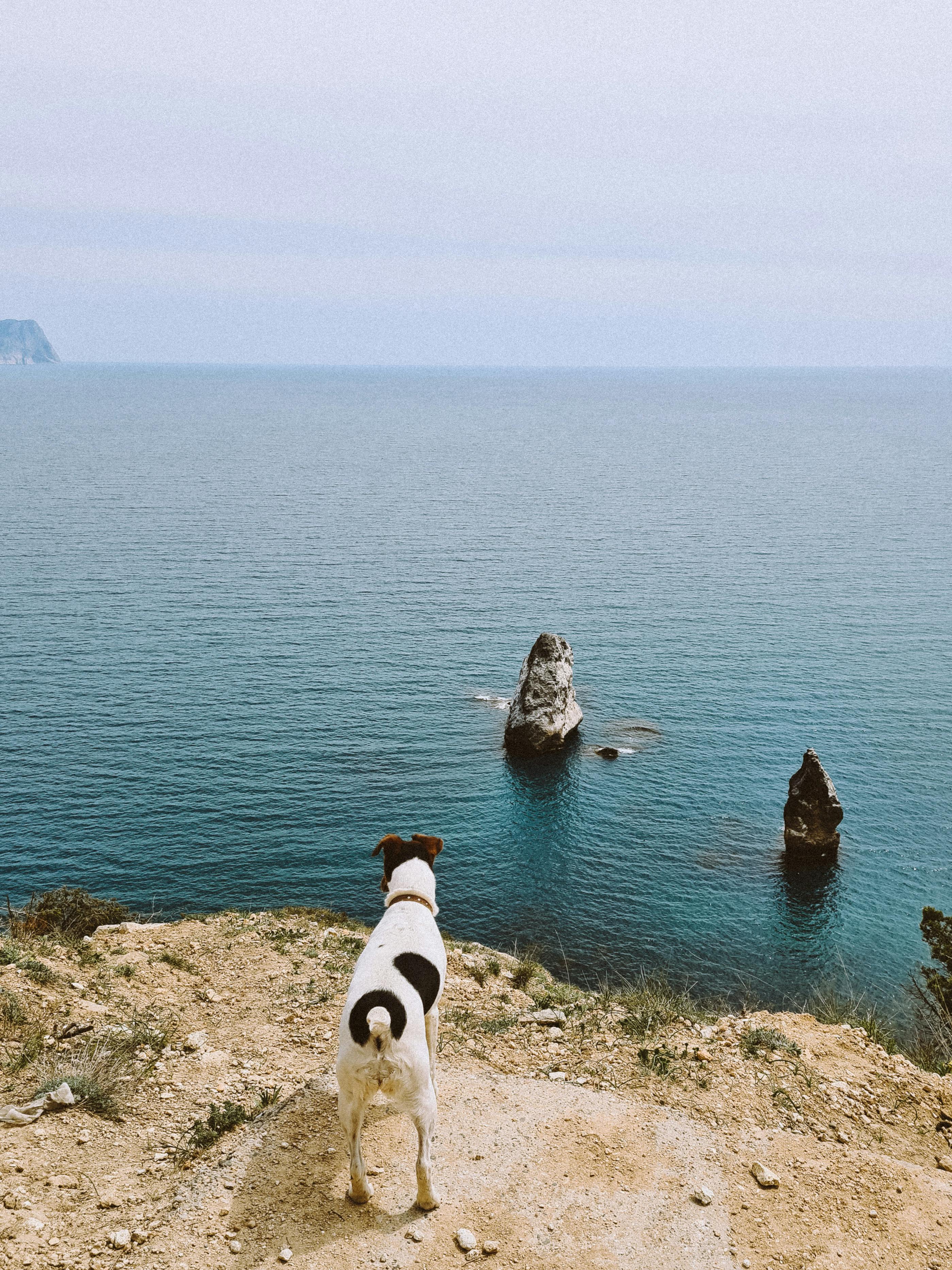 Dog Standing on Cliff · Free Stock Photo