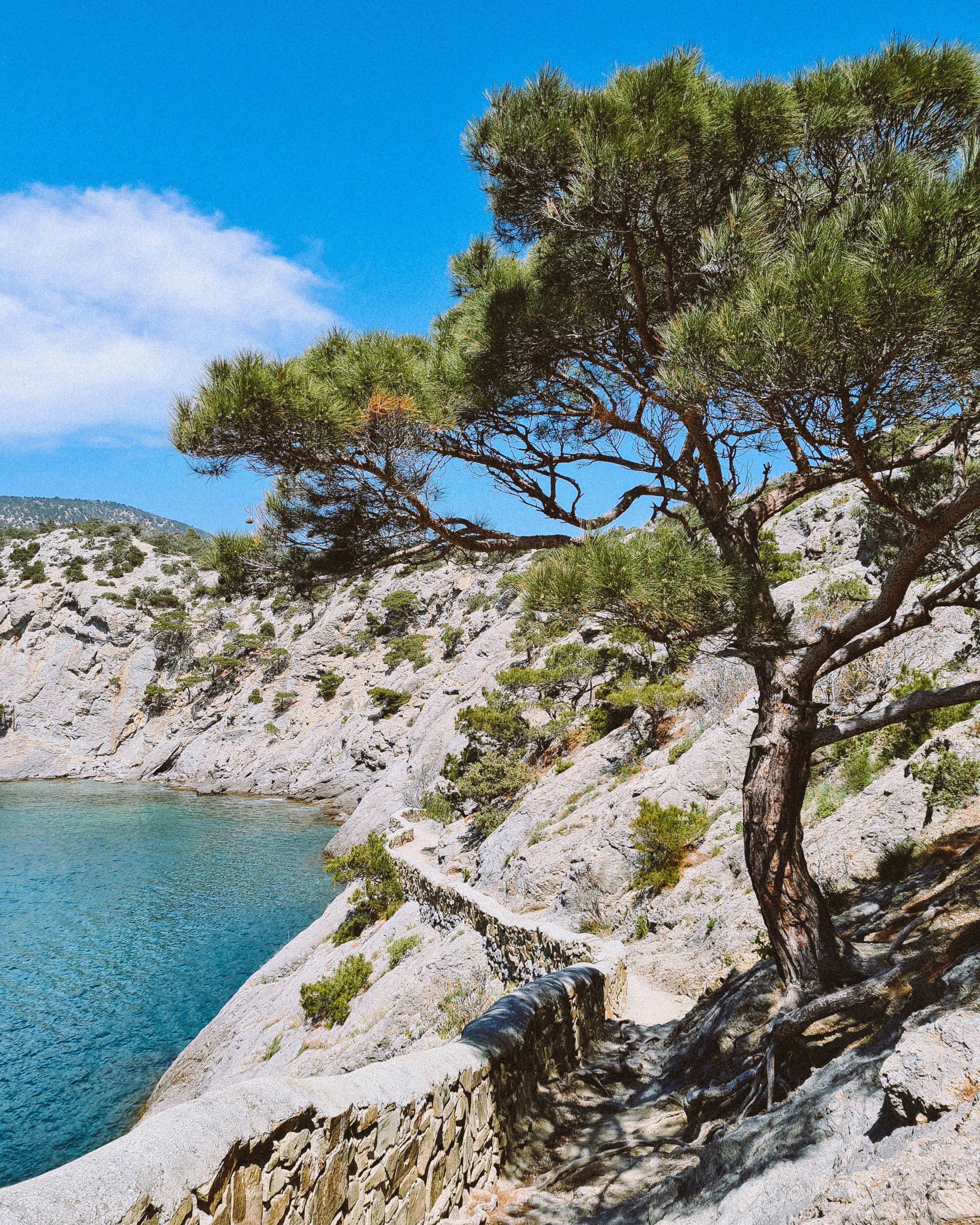 Tree on Seashore · Free Stock Photo
