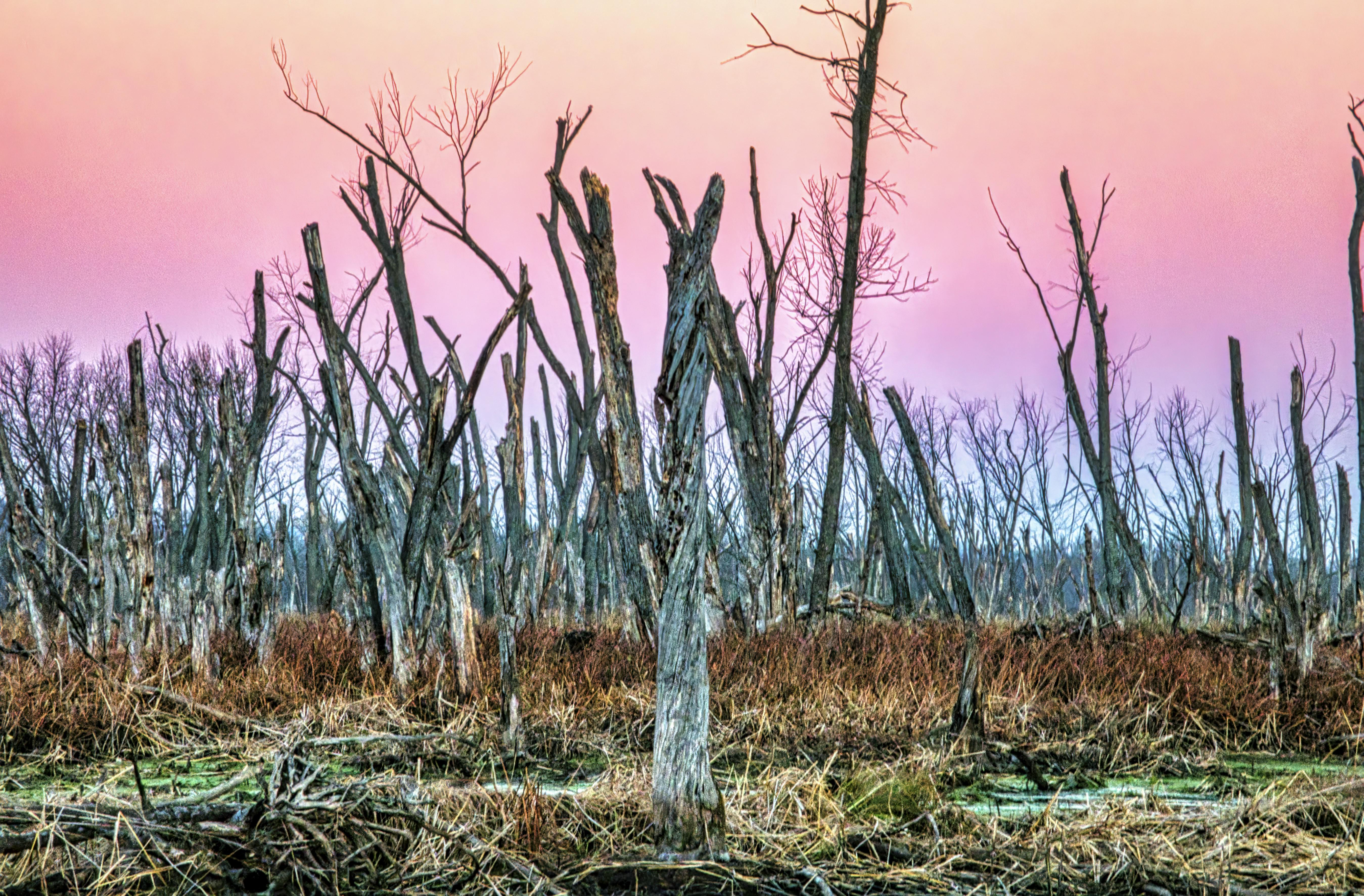 Trees on Swamp · Free Stock Photo