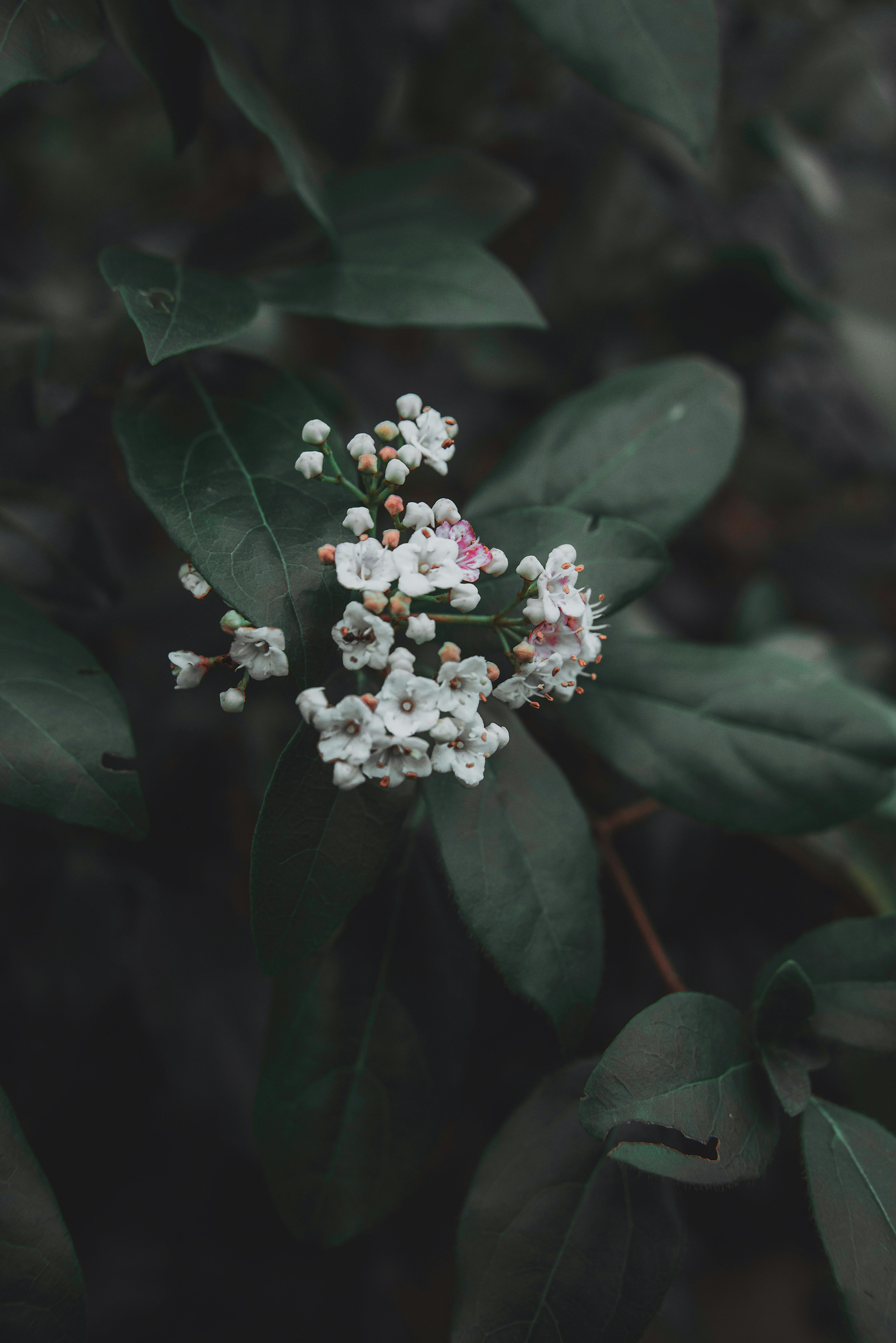 Terminal Flower Cluster Photos, Download The BEST Free Terminal Flower ...