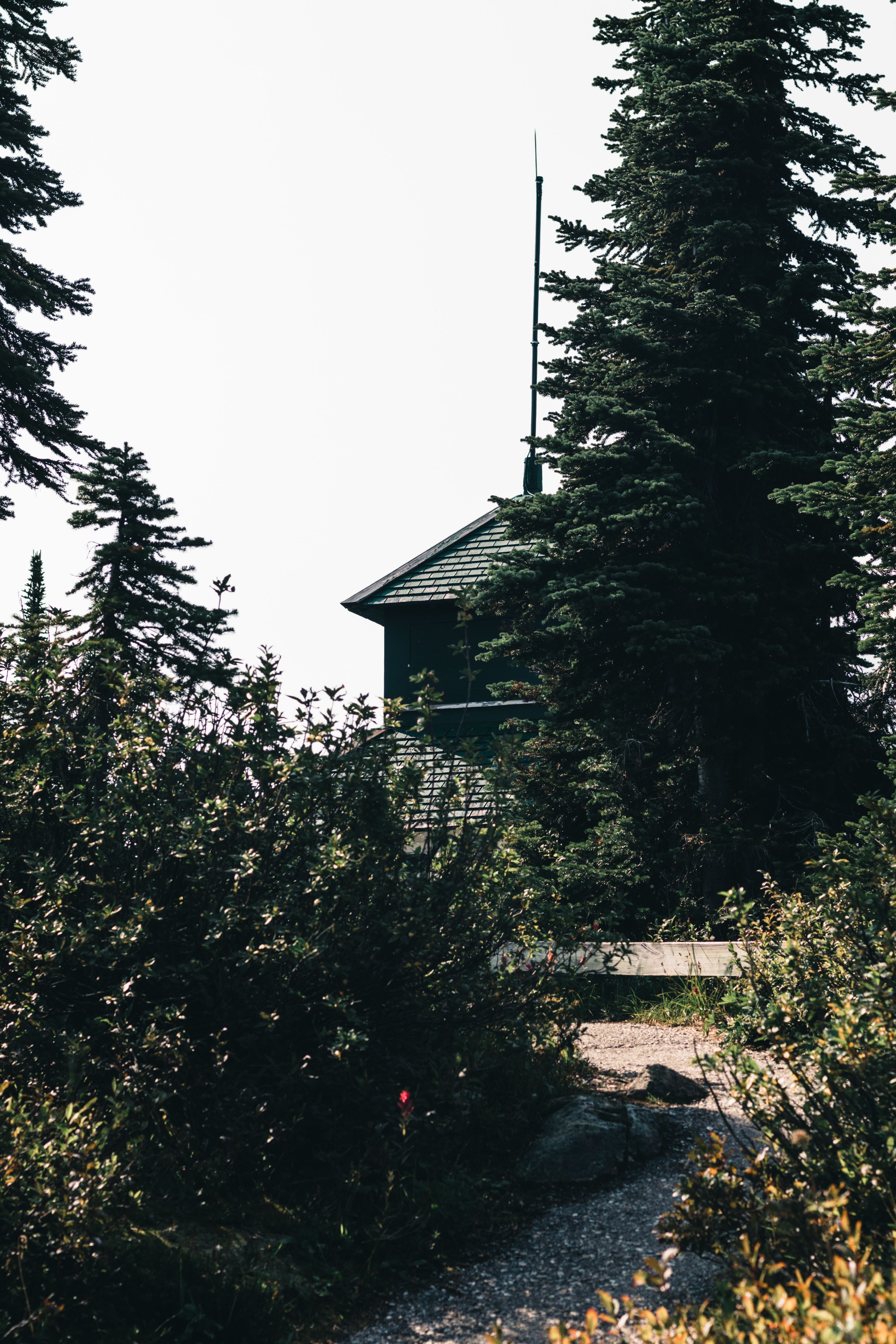 Nature Bushes Photos, Download The BEST Free Nature Bushes Stock Photos ...