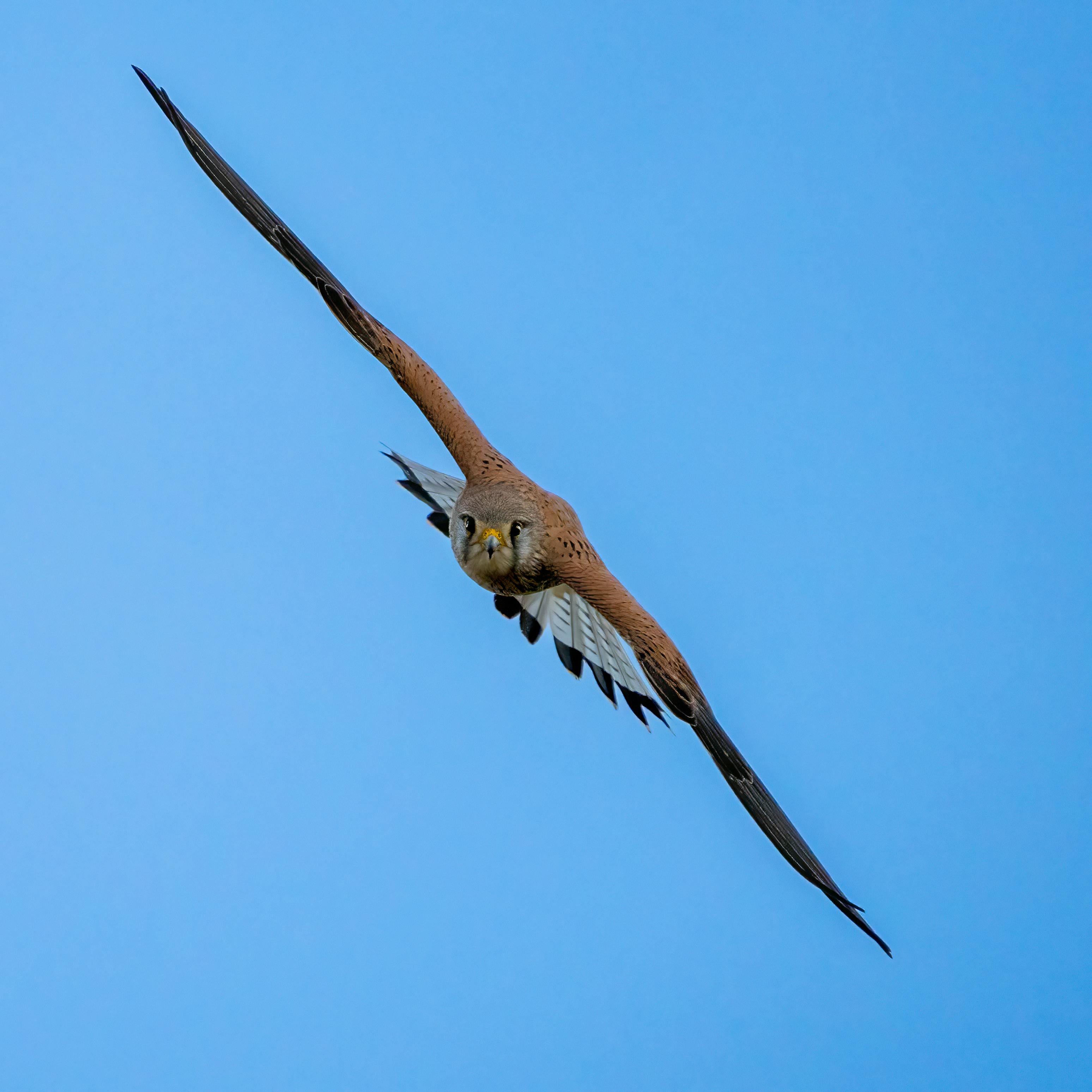 Falcon in Flight · Free Stock Photo