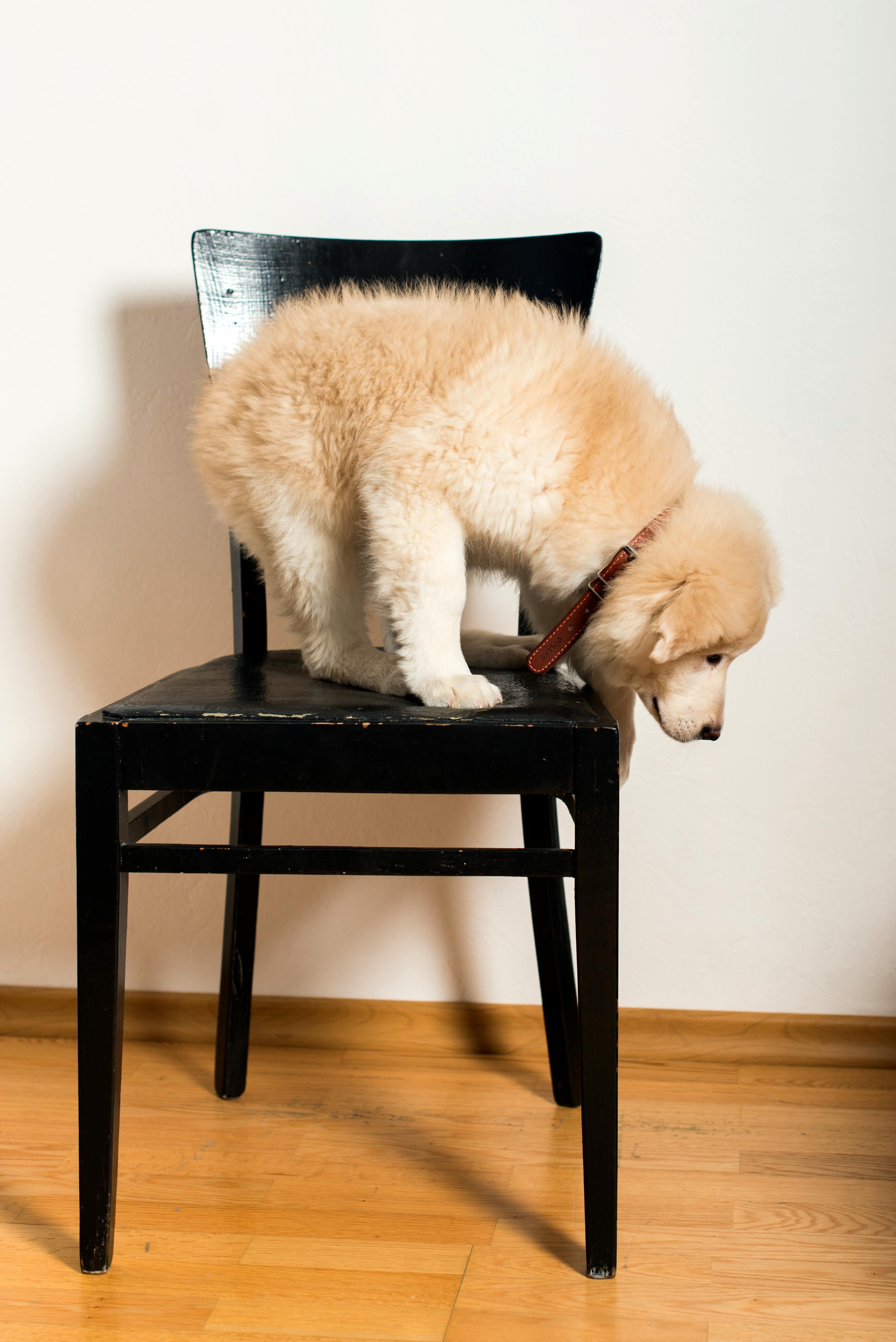 A Puppy on a Chair · Free Stock Photo