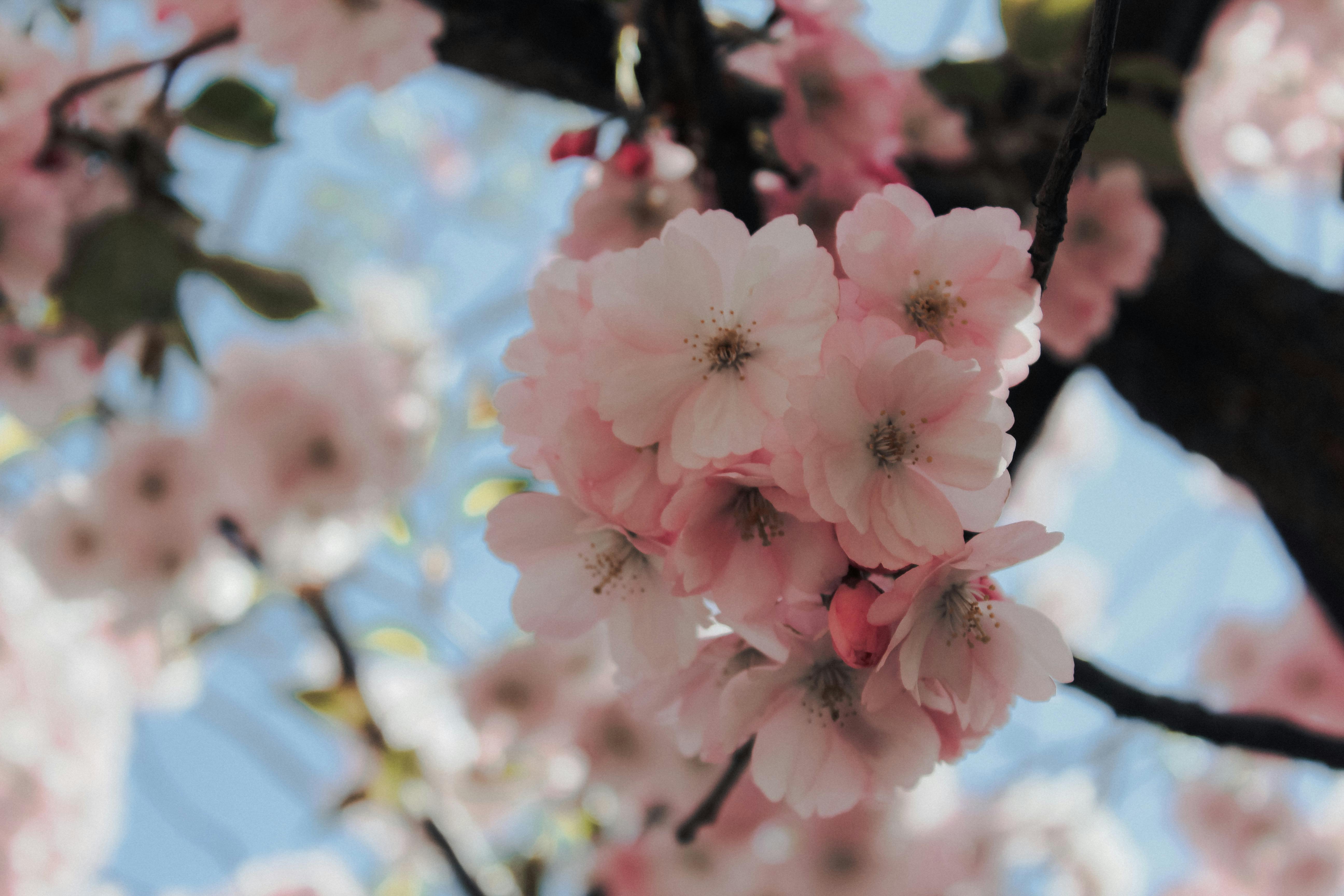 Pink Cherry Blossom in Bloom · Free Stock Photo
