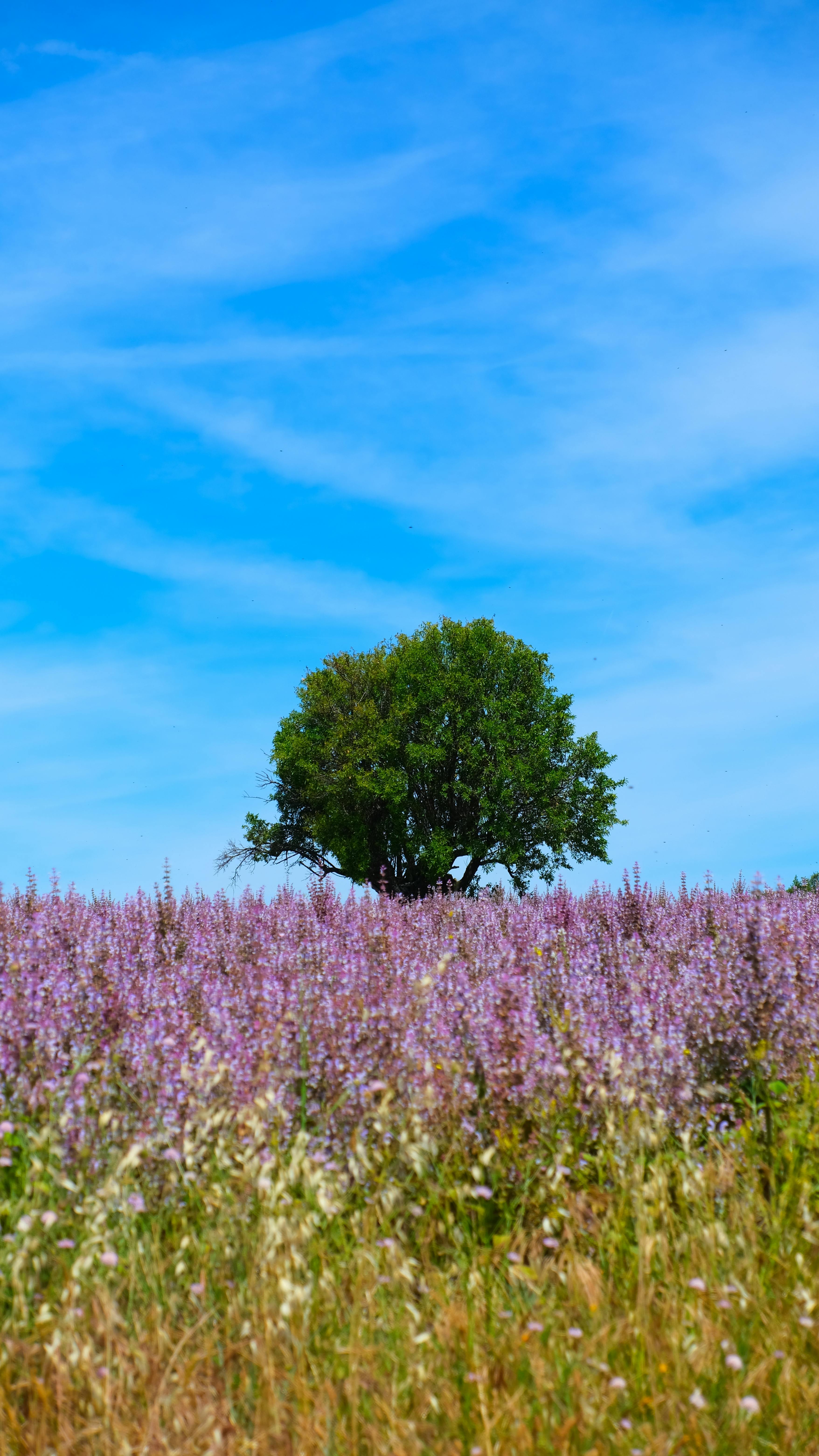 Fireweed Photos, Download The BEST Free Fireweed Stock Photos & HD Images