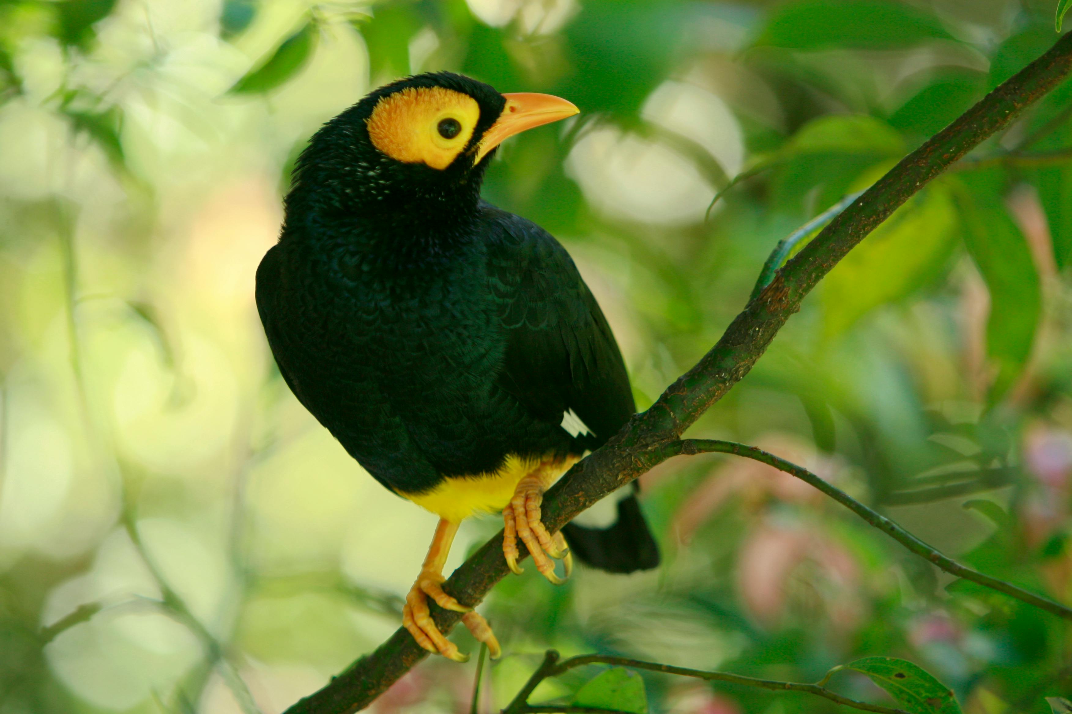 Bird Close Up Photos, Download Free Bird Close Up Stock Photos & HD Images