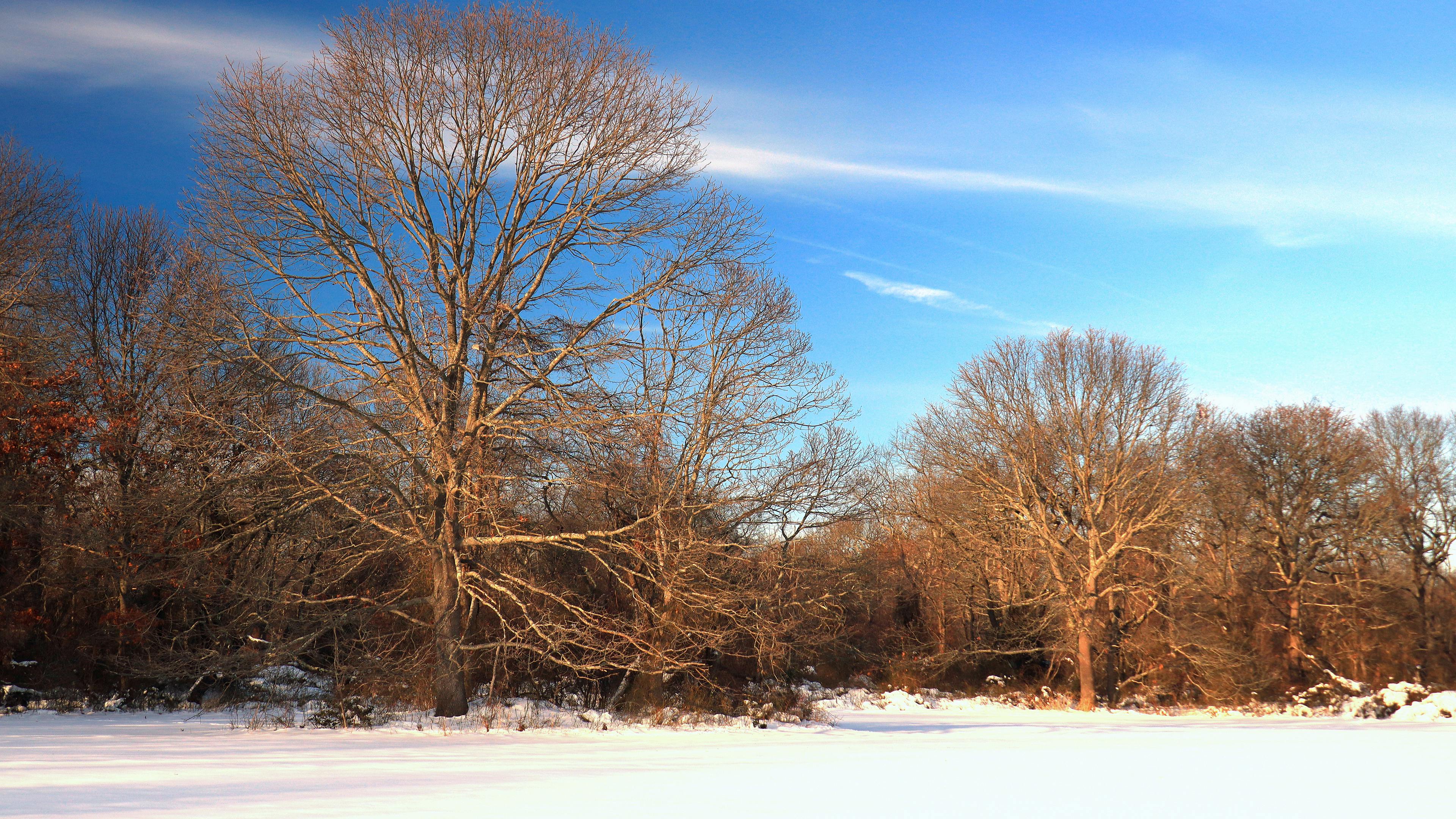 Leafless Oak Trees under a Blue Sky · Free Stock Photo