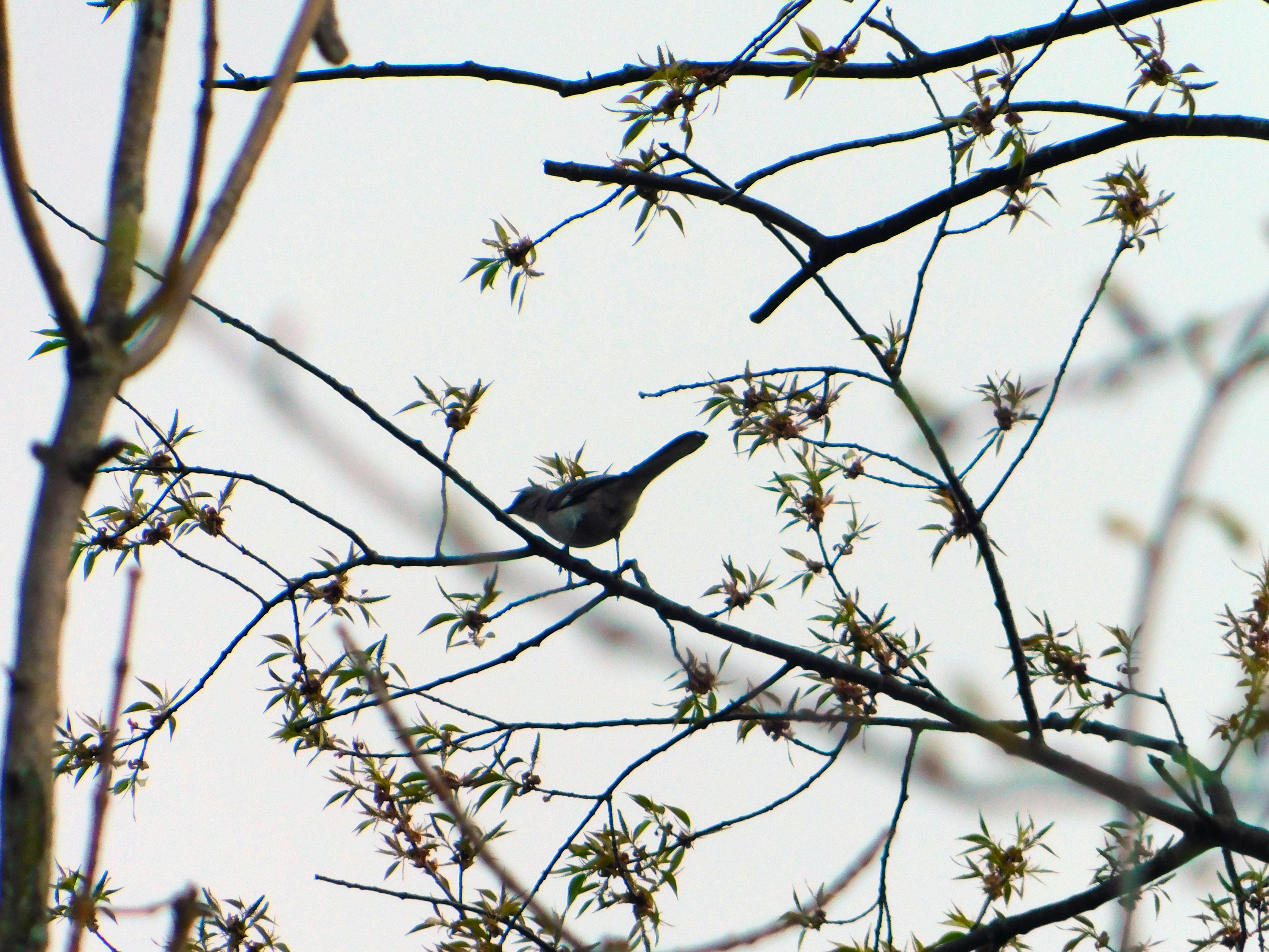 Free stock photo of bird, simple, tree - Stock Image - Everypixel